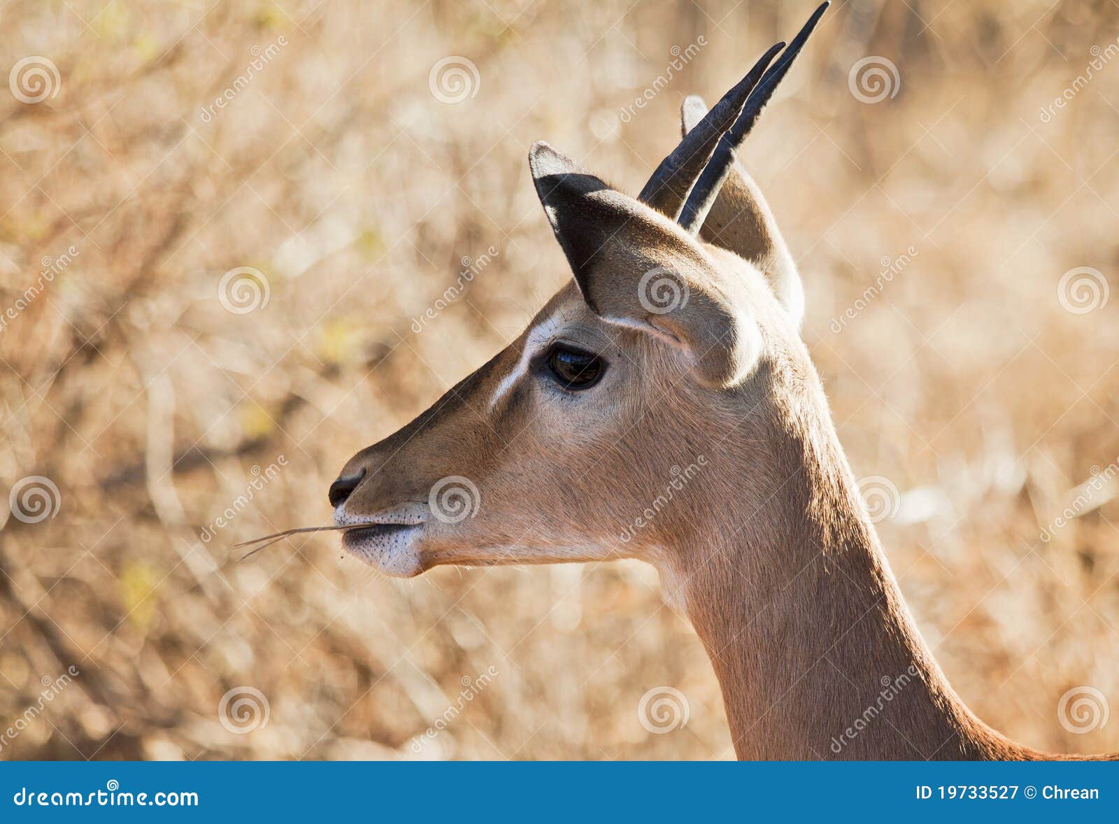 Gazelle Munching Picture. Image: 19733527