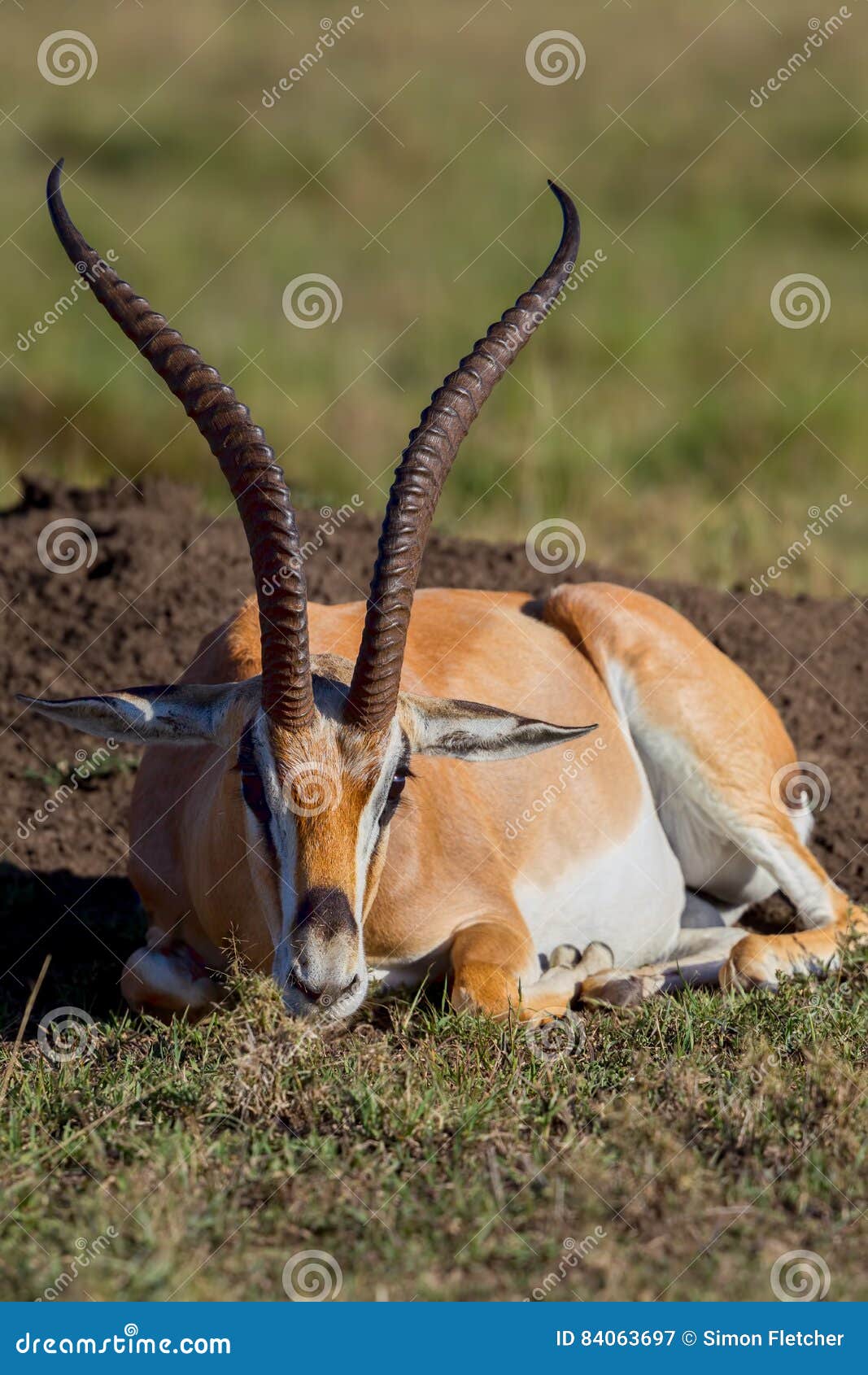 Gazelle Ram Lying Down De Concessions Image stock - Image du ...