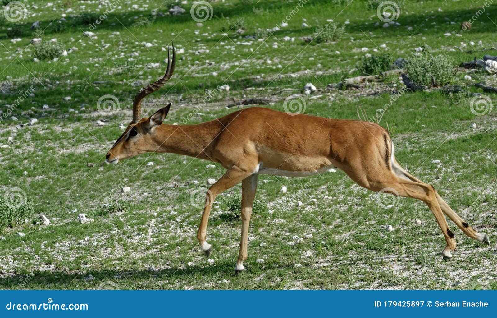 Gazelle stretching stock image. Image of careful, caution - 179425897