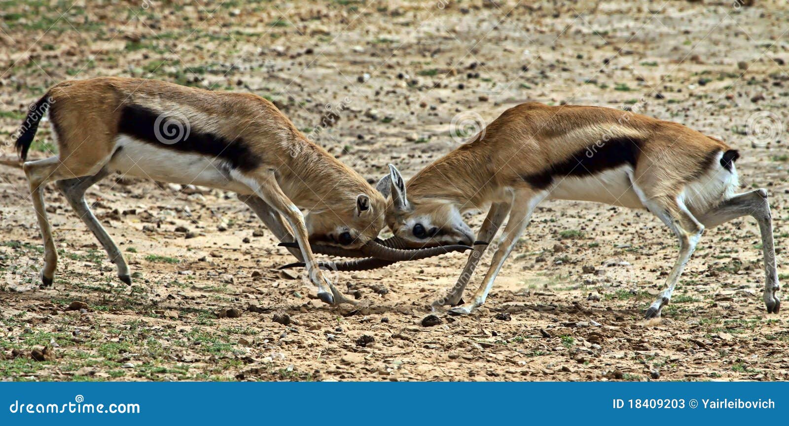 Gazelle Fighting Stock Photography | CartoonDealer.com #30520322