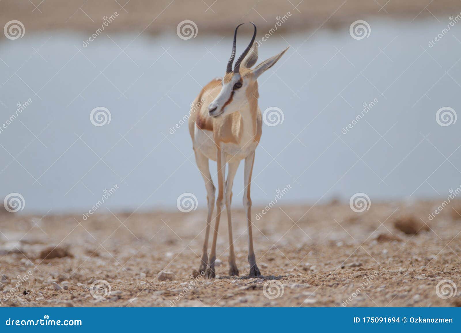 Gazelle in the wilderness stock photo. Image of antelope - 175091694