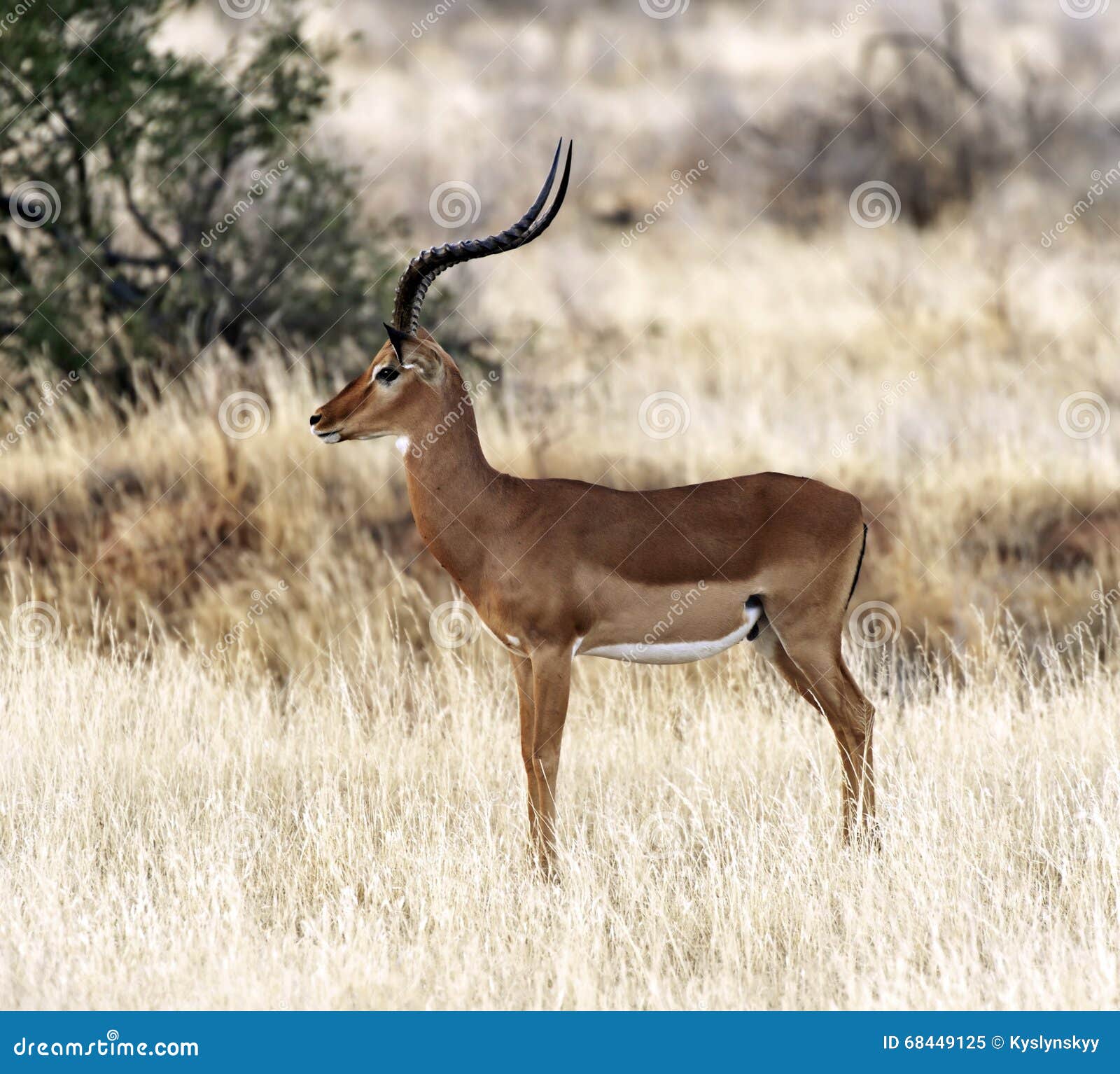 Gazellen-Impala in Afrika stockbild. Bild von gazelle - 68449125