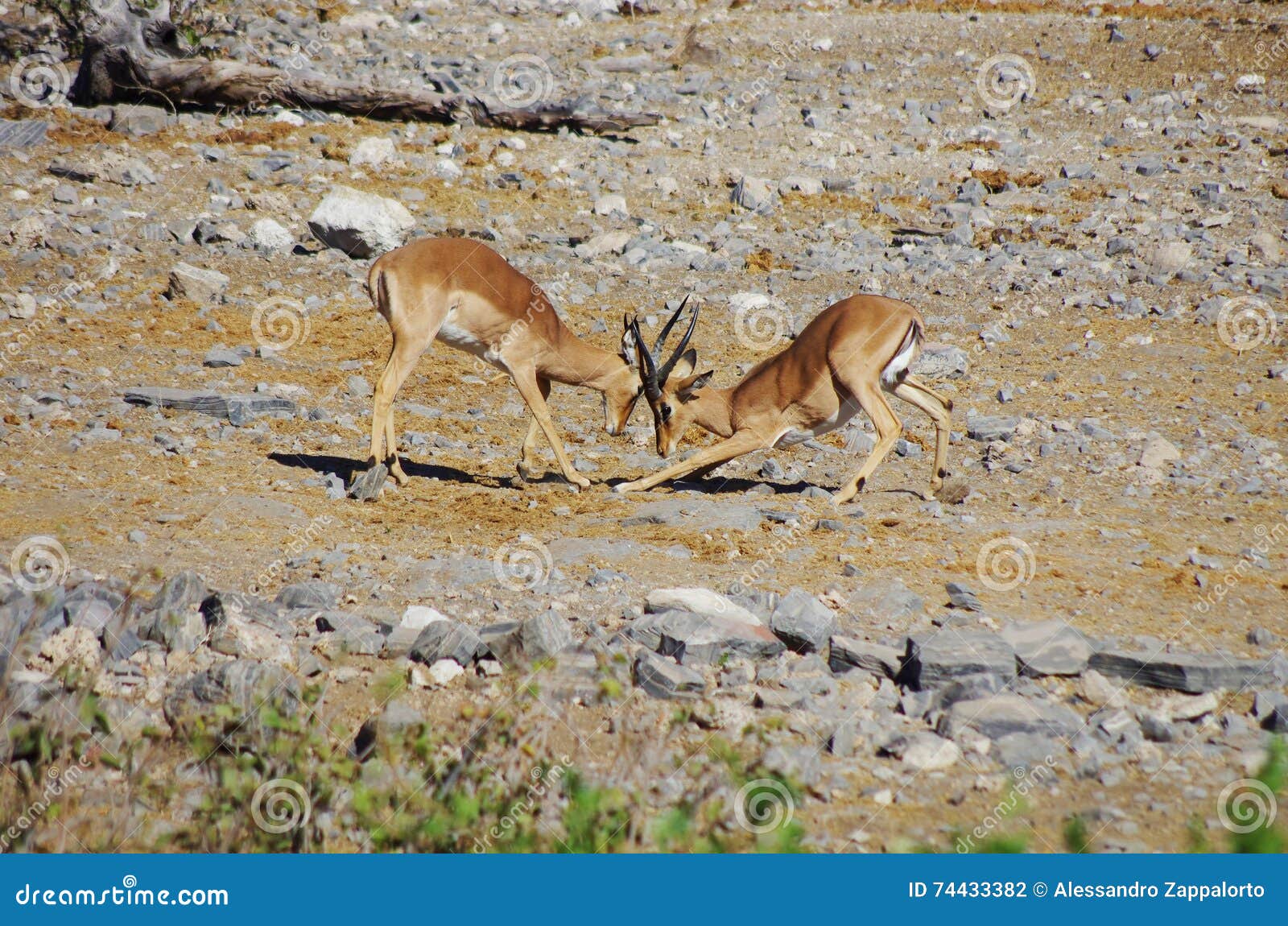 Gazelles Fighting Royalty-Free Stock Photography | CartoonDealer.com ...