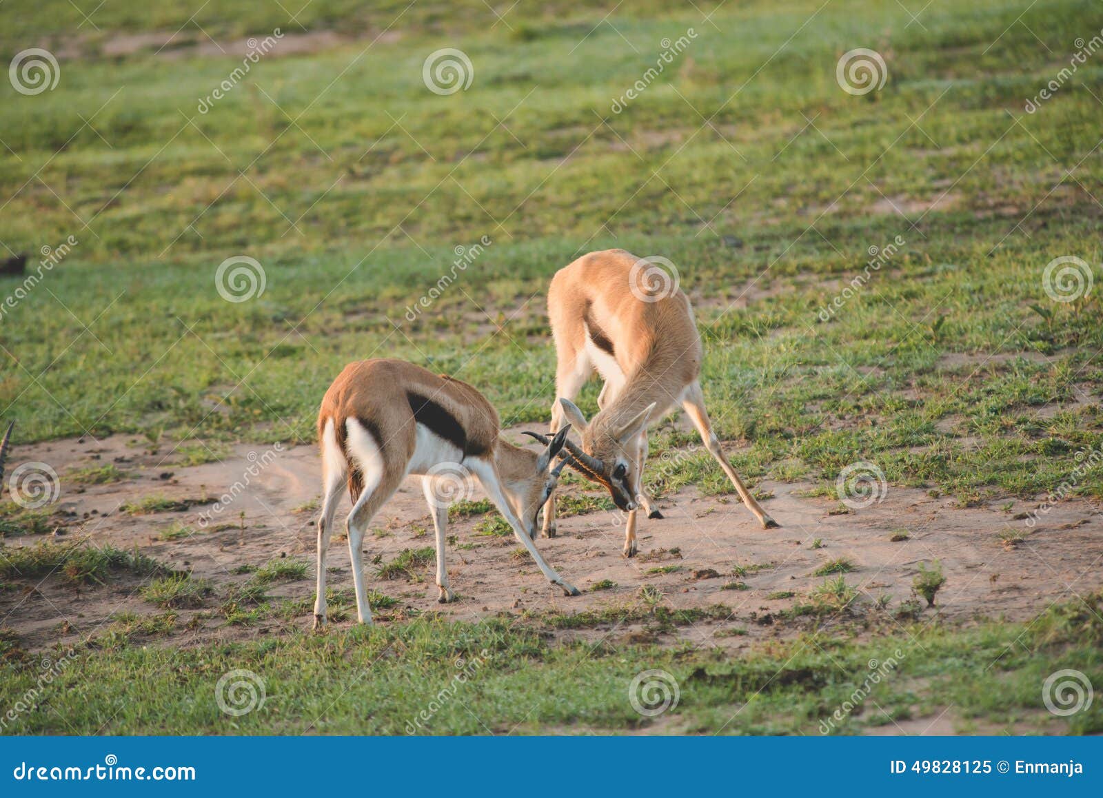 Gazelles Fighting Stock Photo | CartoonDealer.com #88268622