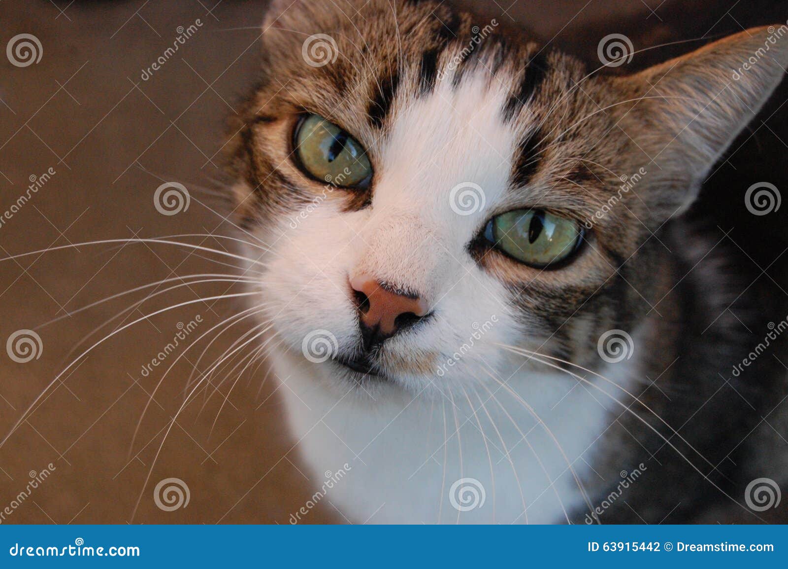 Gazing Cat stock photo. Image of whisker, gaze, camera - 63915442