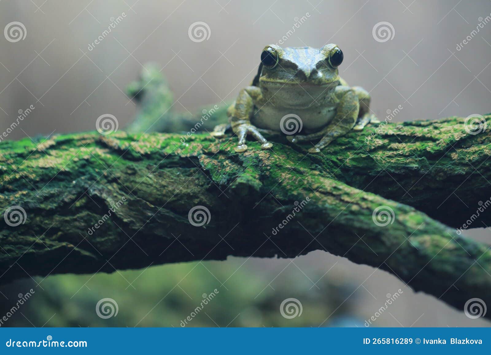 Gazing common tree frog stock image. Image of leucomystax - 265816289