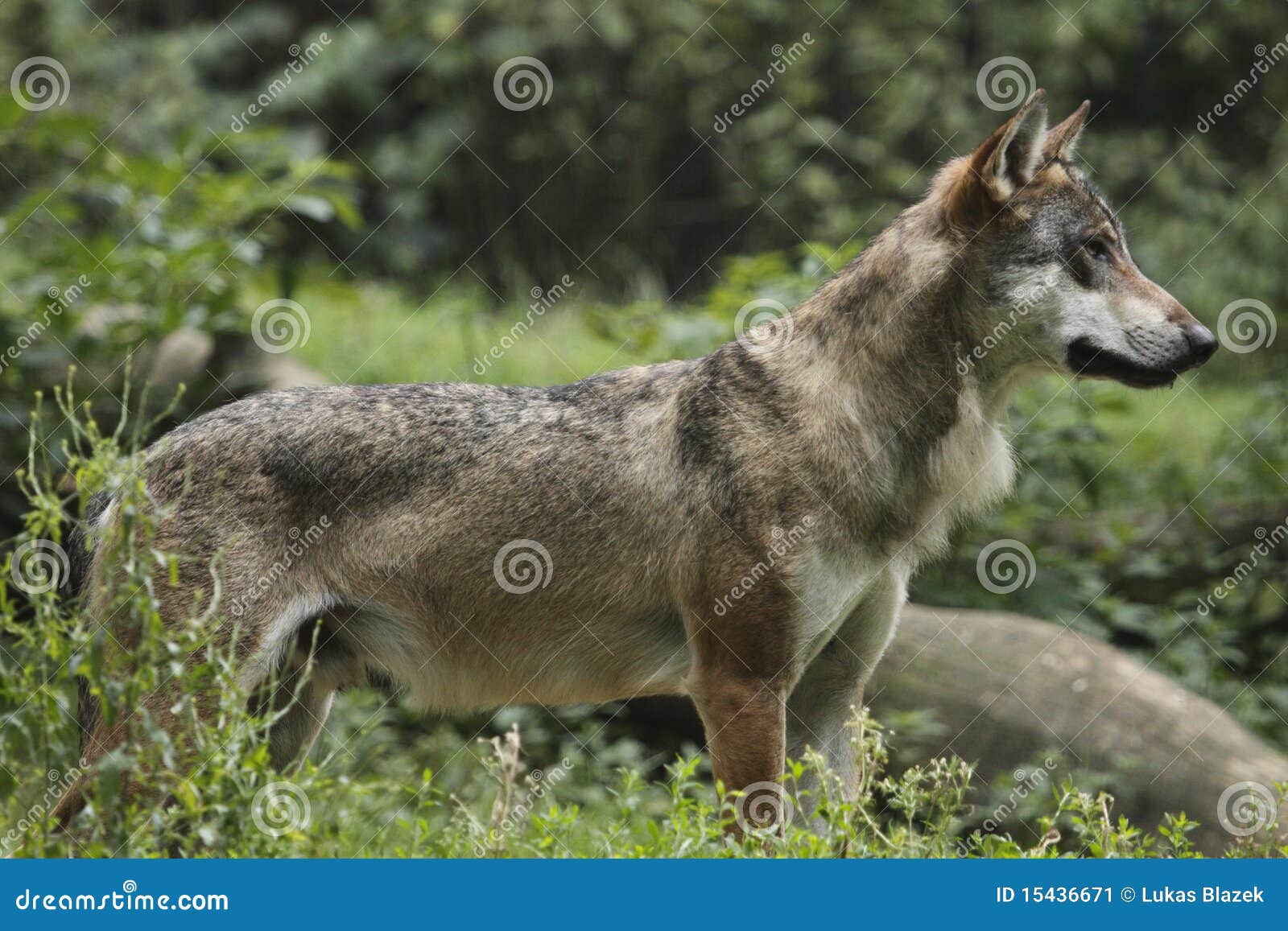 Gazing eurasian wolf stock image. Image of gazing, lupus - 15436671