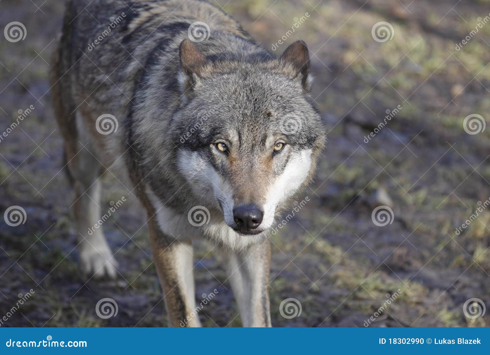 Gazing eurasian wolf stock photo. Image of wolf, snow - 18302990