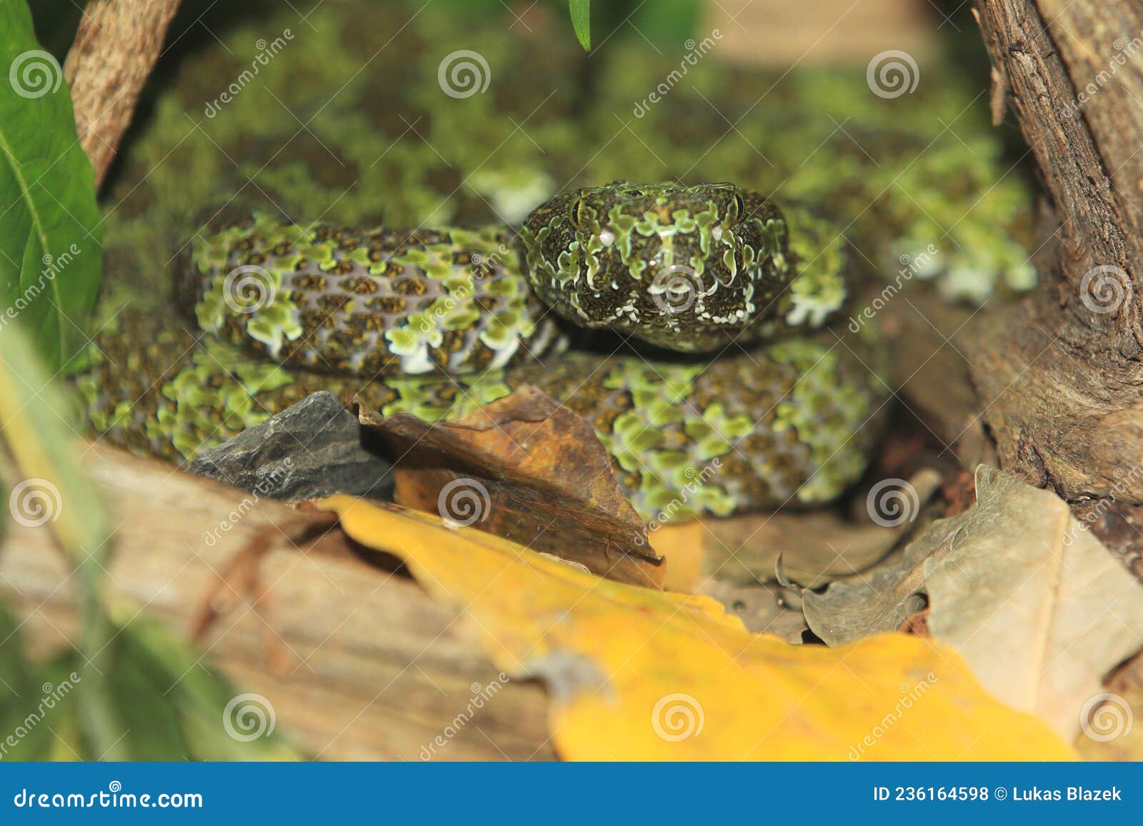 Mangshan pitviper stock photo. Image of mang, mountain - 236164598