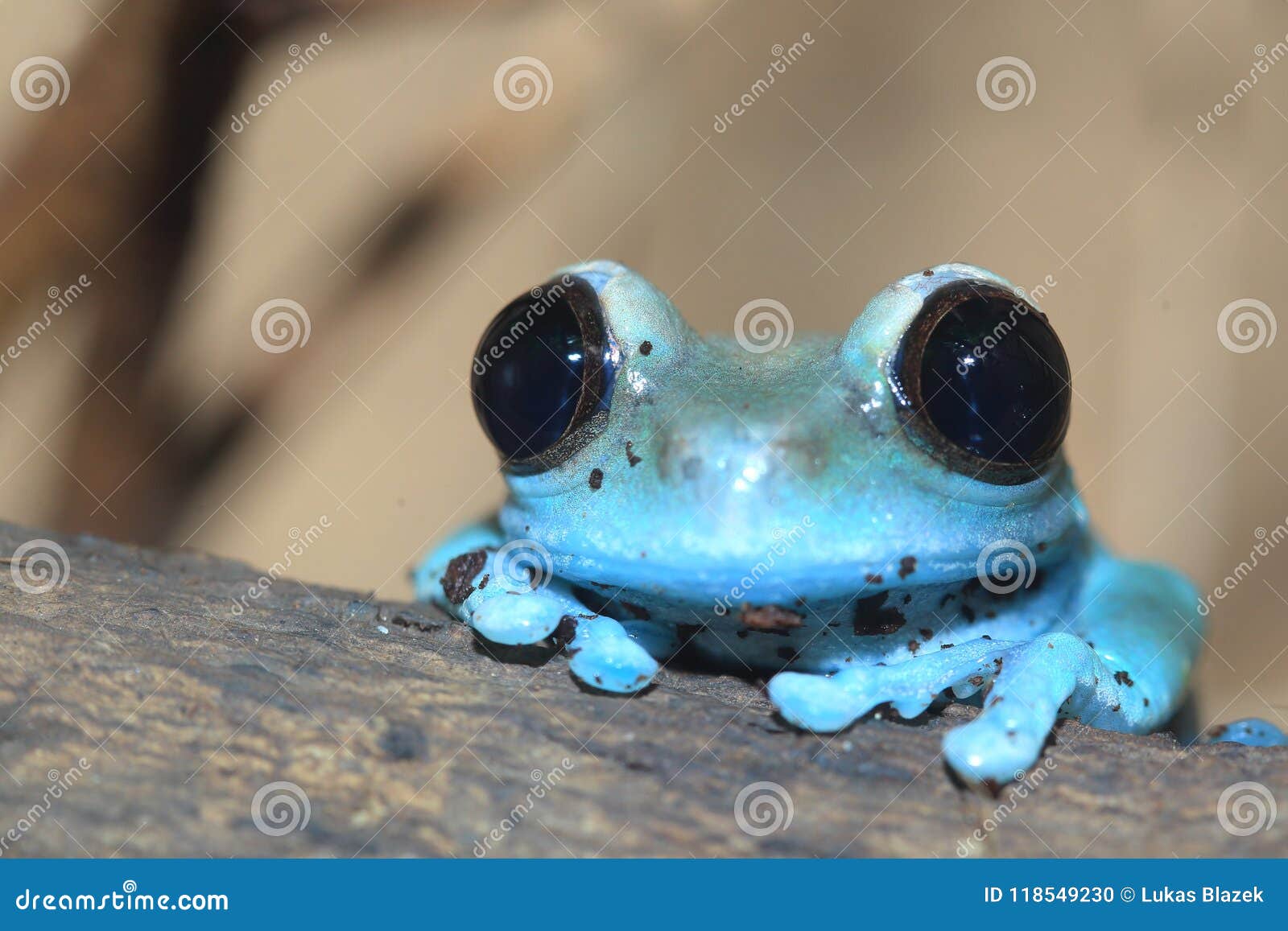 Uluguru forest tree frog stock photo. Image of nature - 118549230