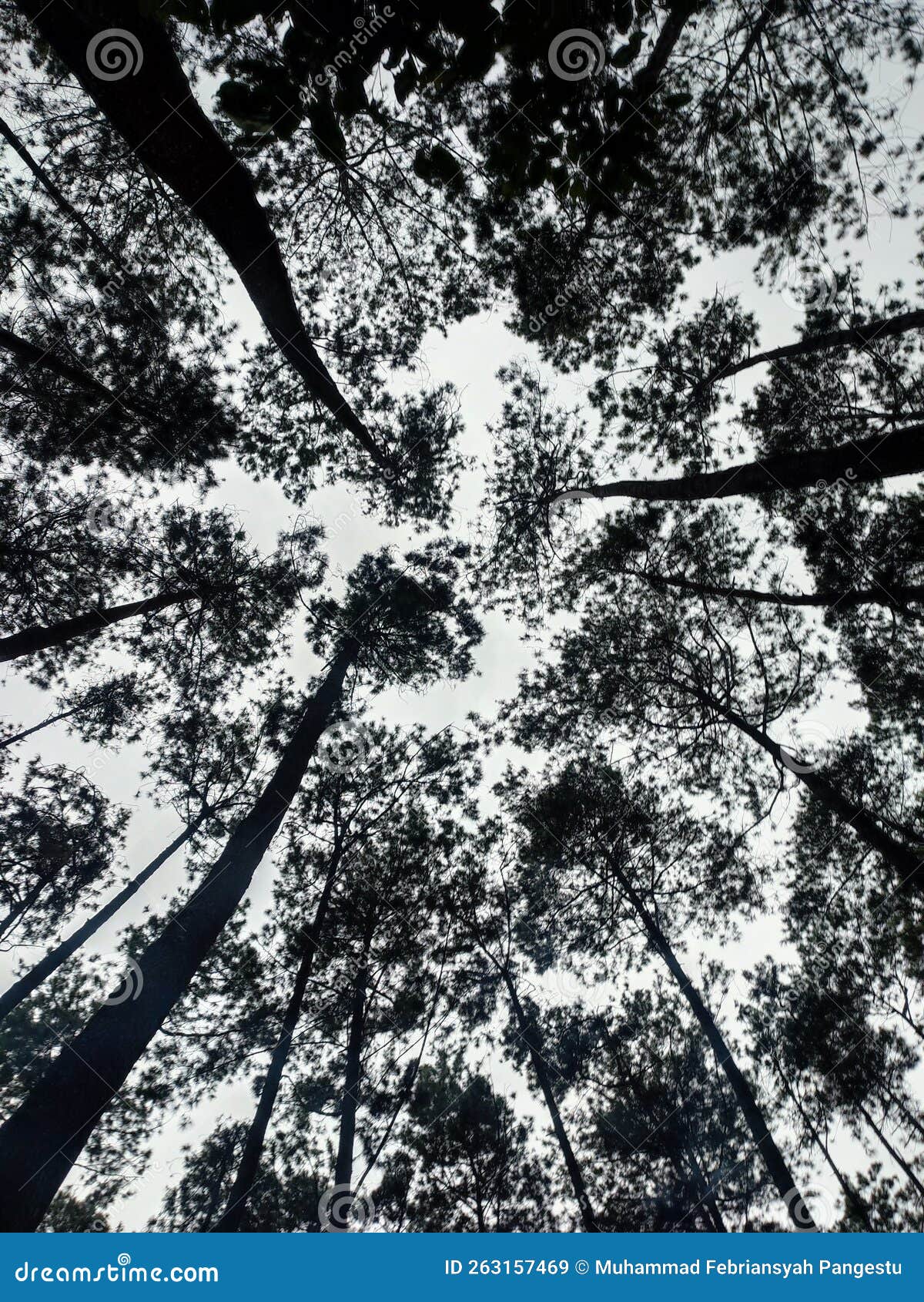 Gazing Up at the Sky in the Refreshing Array of Pine Trees Stock Image ...
