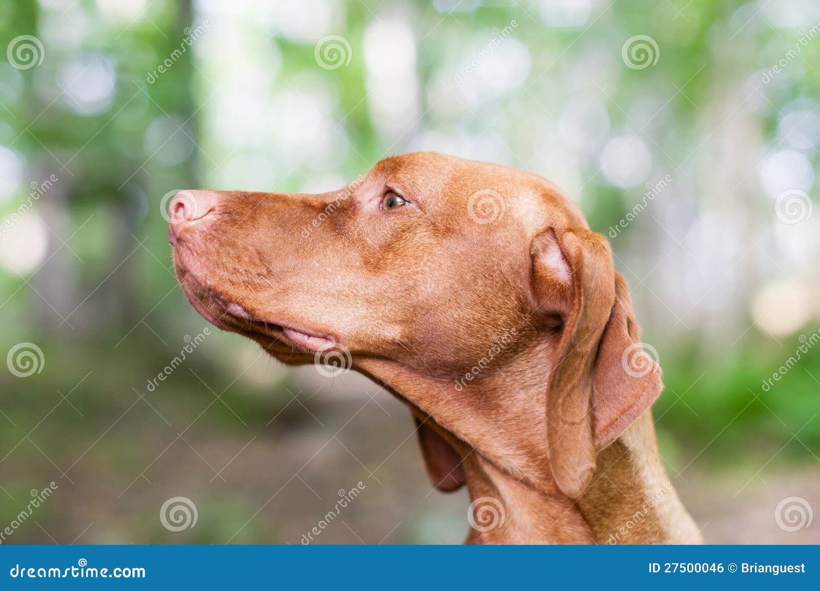 Gazing Vizsla Dog stock photo. Image of photograph, canine - 27500046