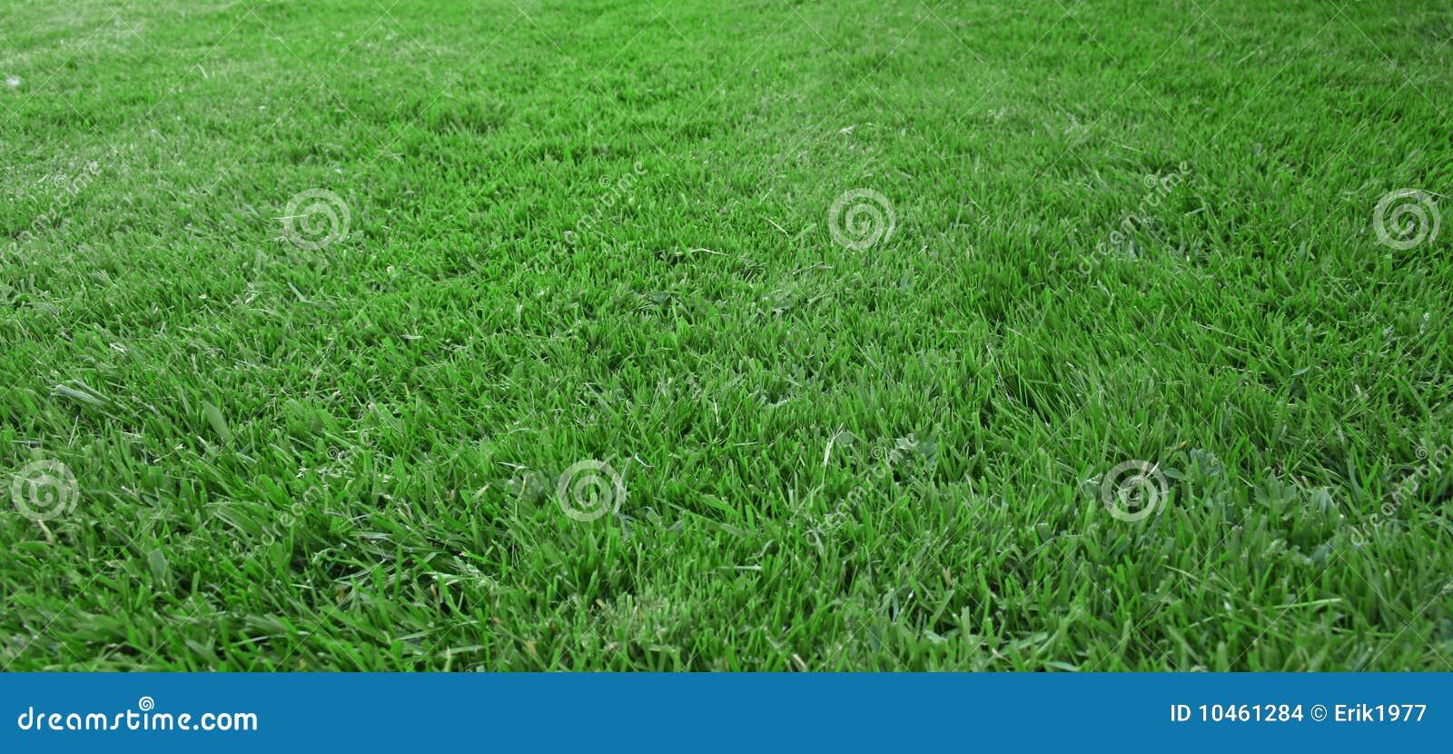 Gazon stock foto. Image of kleur, buitenkant, verzorging - 10461284