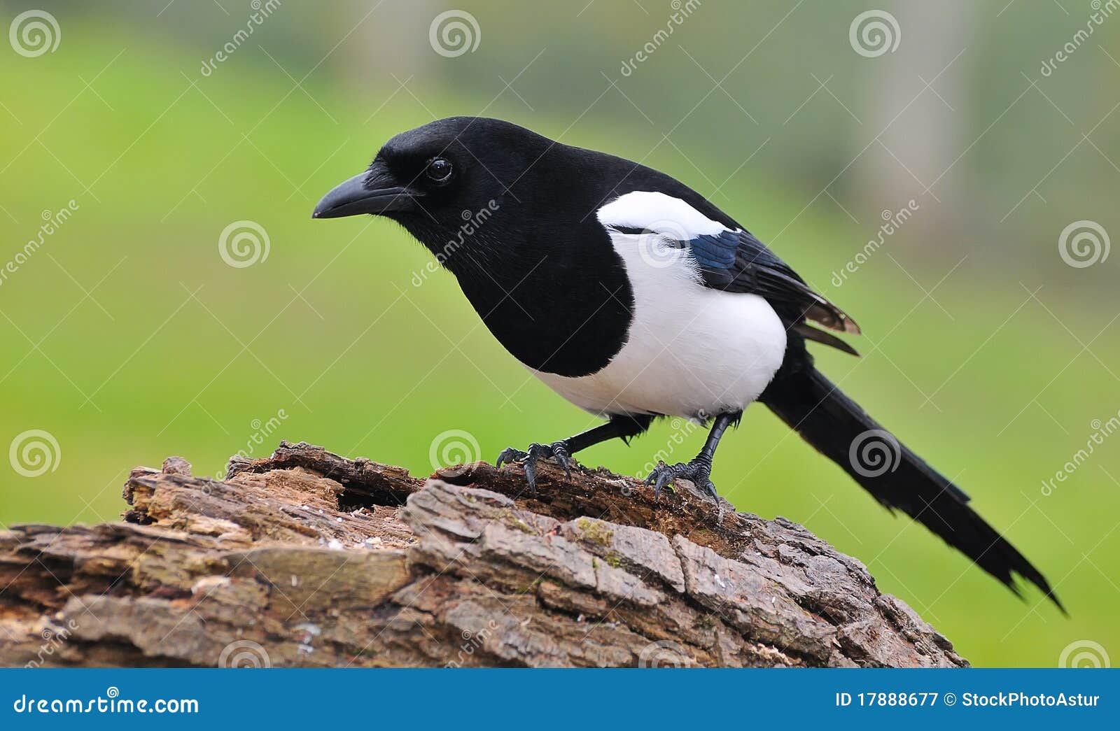 Gazza. immagine stock. Immagine di ecosistema, campagna - 17888677