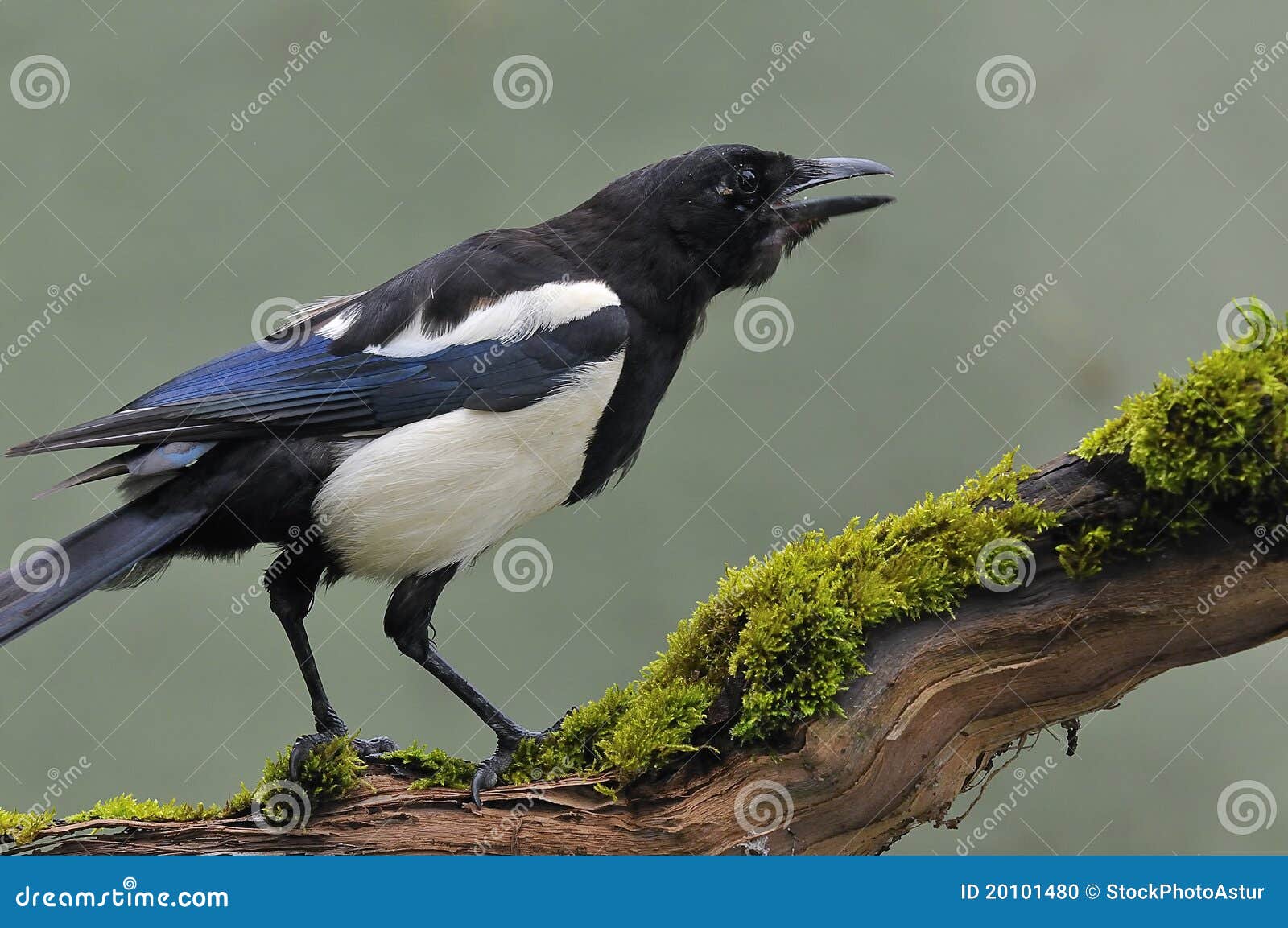 Gazza. fotografia stock. Immagine di cazzo, uccello, campagna - 20101480
