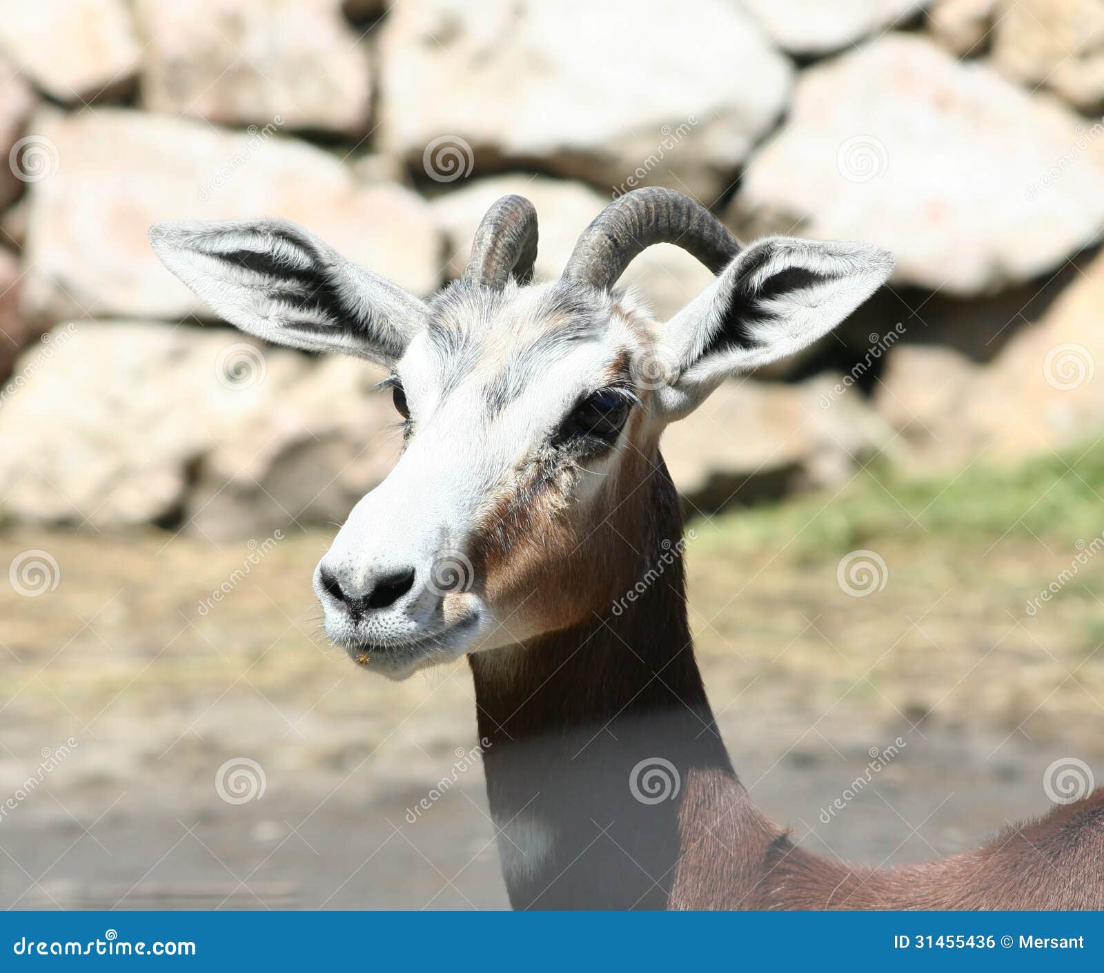 Gazzella fotografia stock. Immagine di animali, animale - 31455436