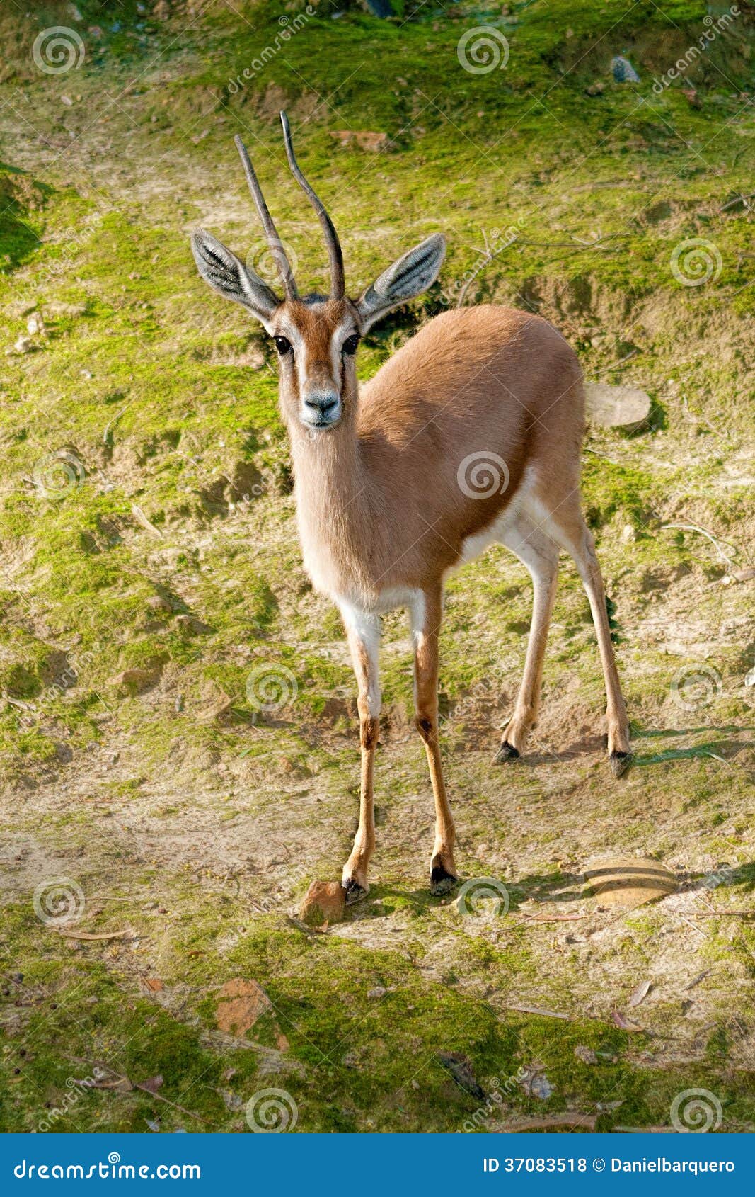Gazzella africana fotografia stock. Immagine di clima - 37083518