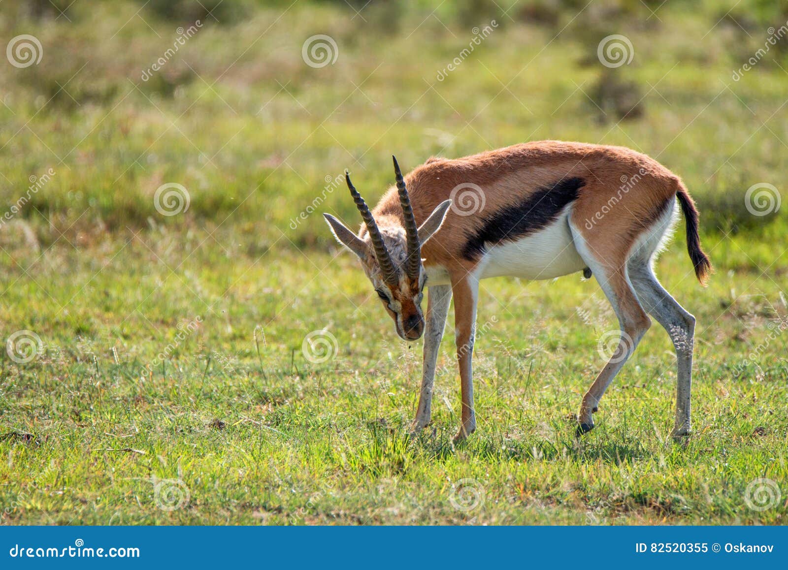 Gazzella Selvaggia Del ` S Di Thompson Immagine Stock - Immagine di ...
