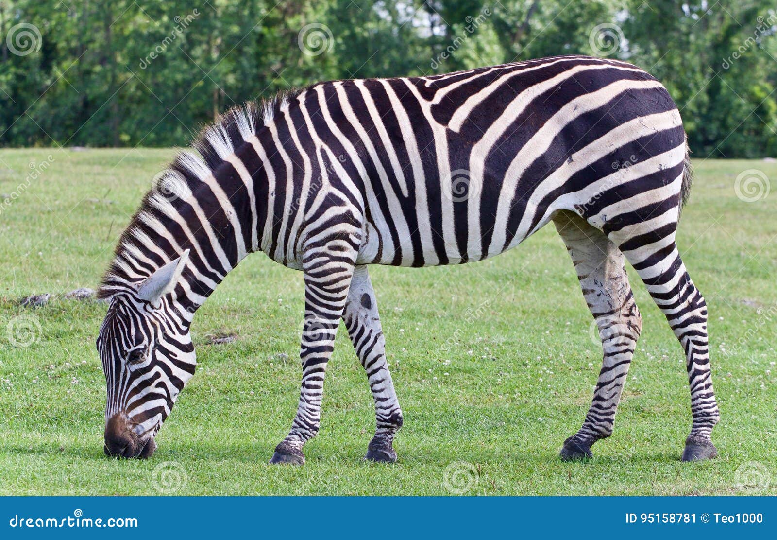 Geïsoleerd Beeld Met Een Zebra Die Het Gras Eten Stock Afbeelding ...