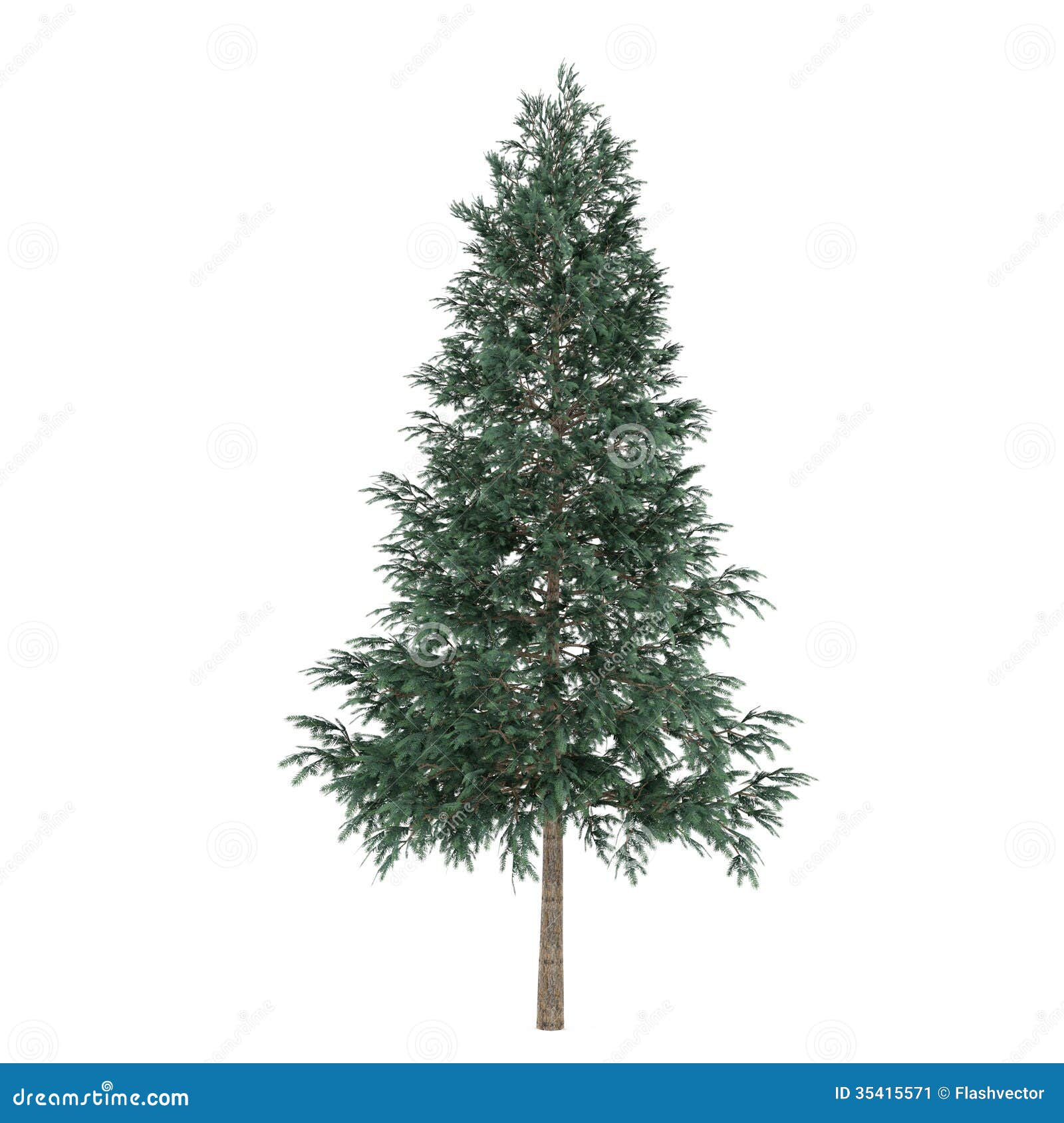 Geïsoleerde Boom. Picea Abies Spar Stock Illustratie - Illustration of ...