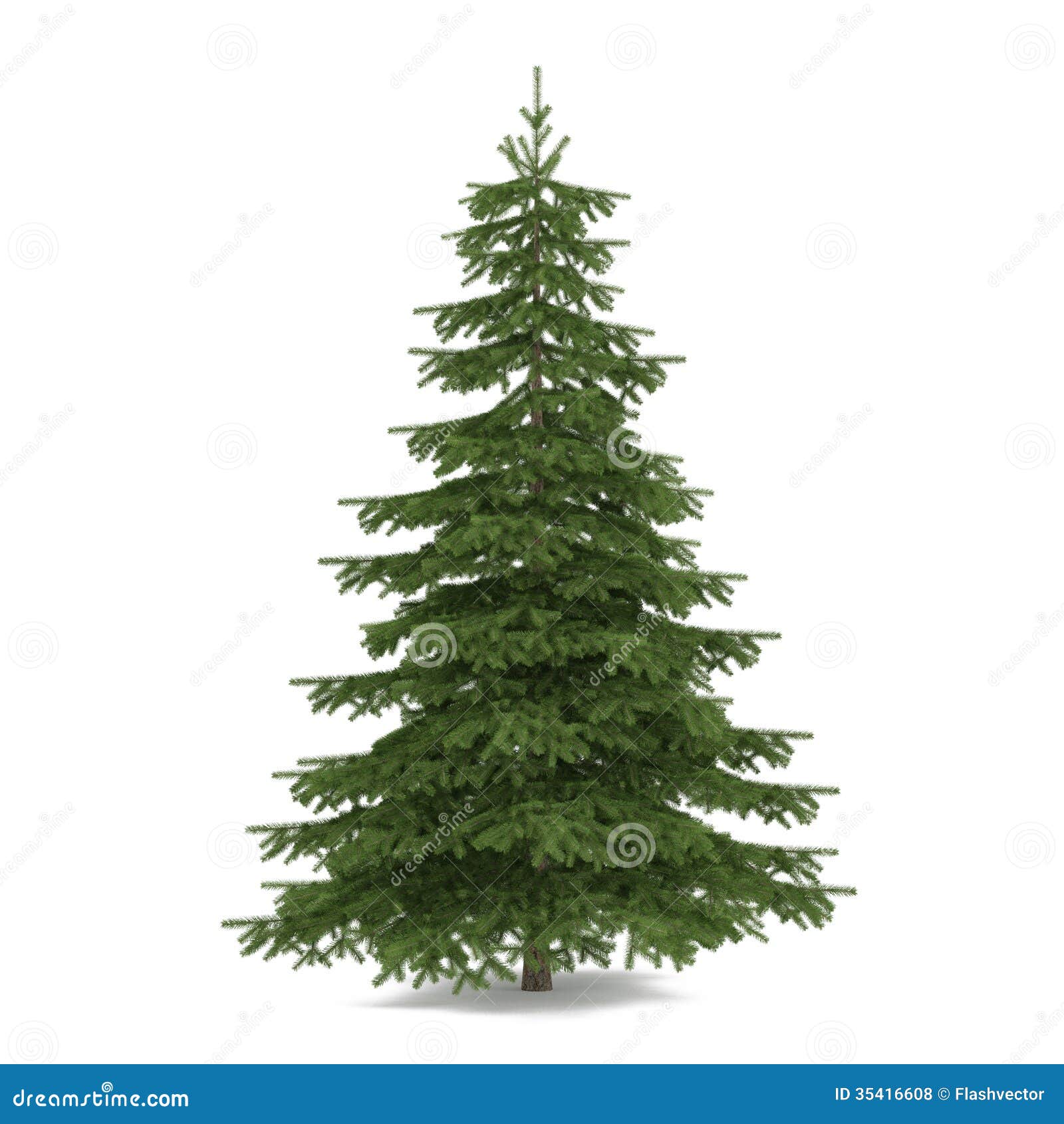 Geïsoleerde Boom. Picea Spar Stock Illustratie - Illustration of ...