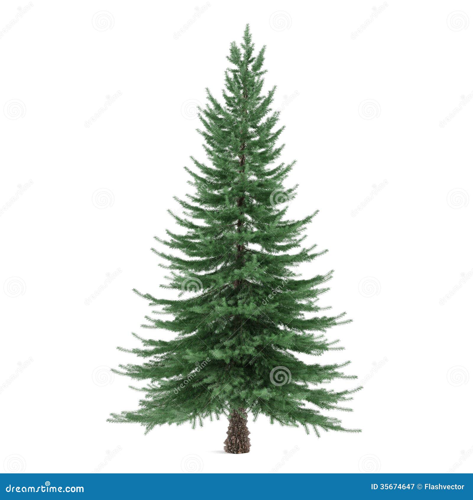 Geïsoleerde Boom. Picea Spar Stock Afbeelding - Image of botanisch ...
