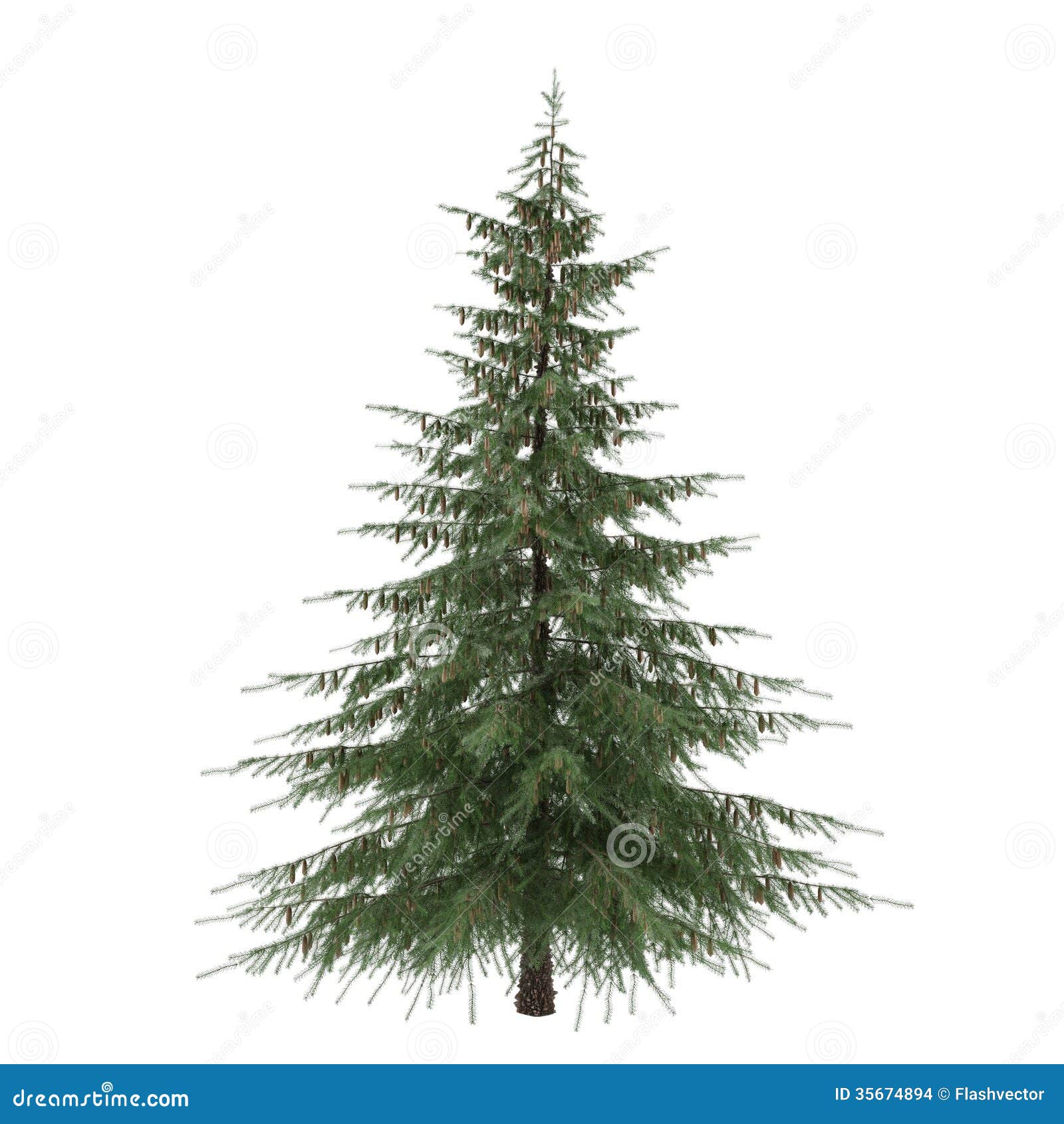 Geïsoleerde Boom. Picea Spar Stock Foto - Image of schors, landschap ...