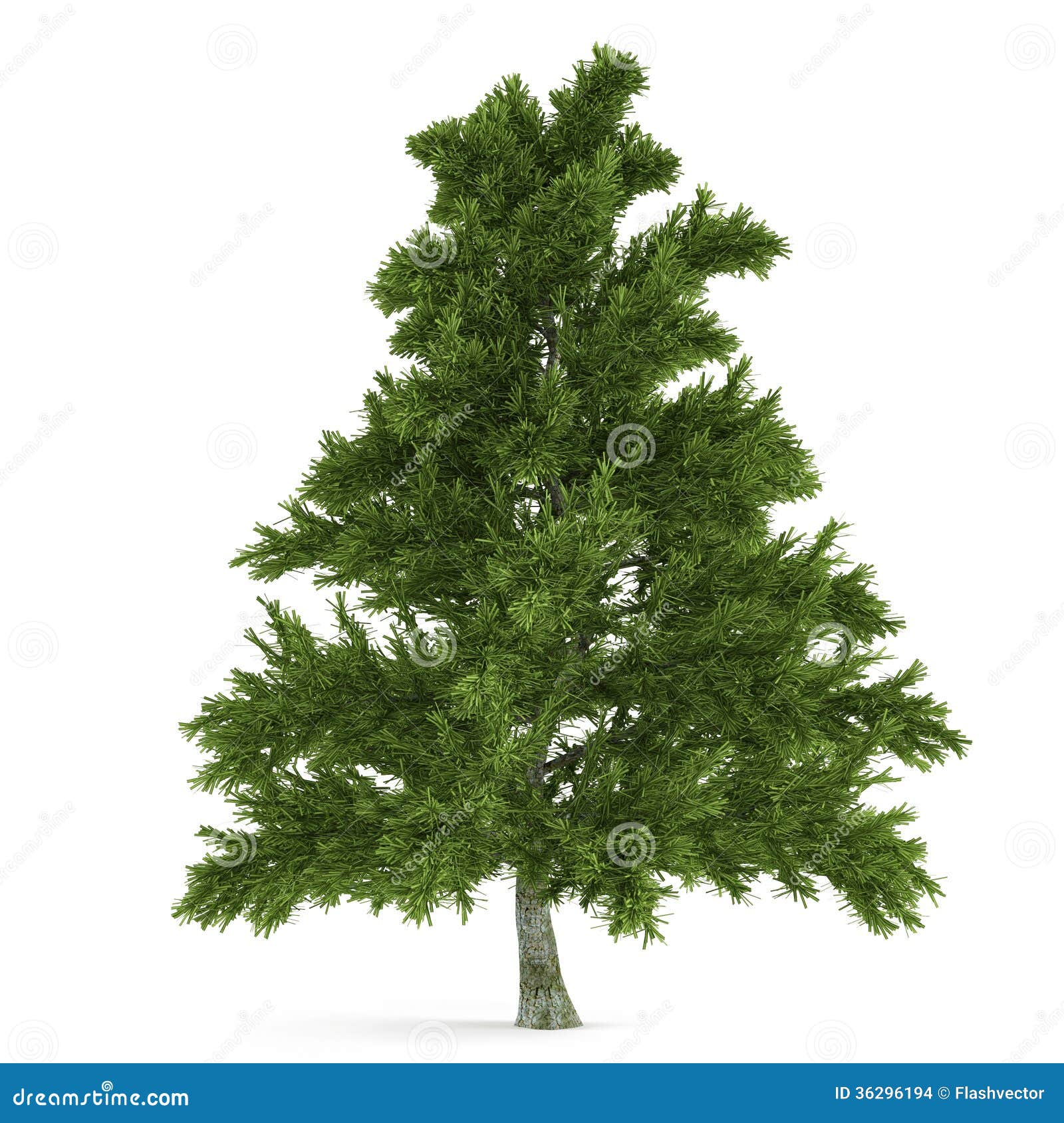 Geïsoleerde Boom. Pinus Spar Stock Illustratie - Illustration of milieu ...