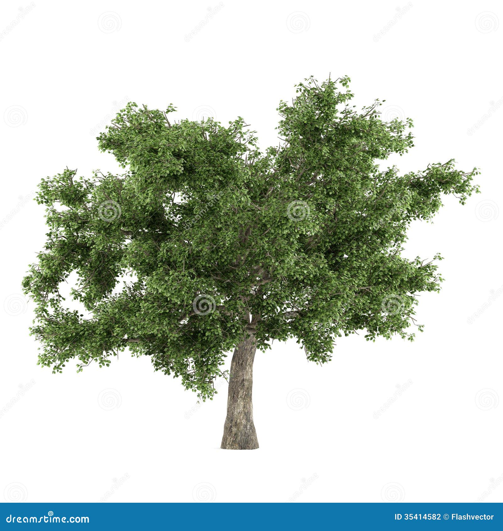 Geïsoleerde Boom. Quercus Bovenkant Stock Illustratie - Illustration of ...