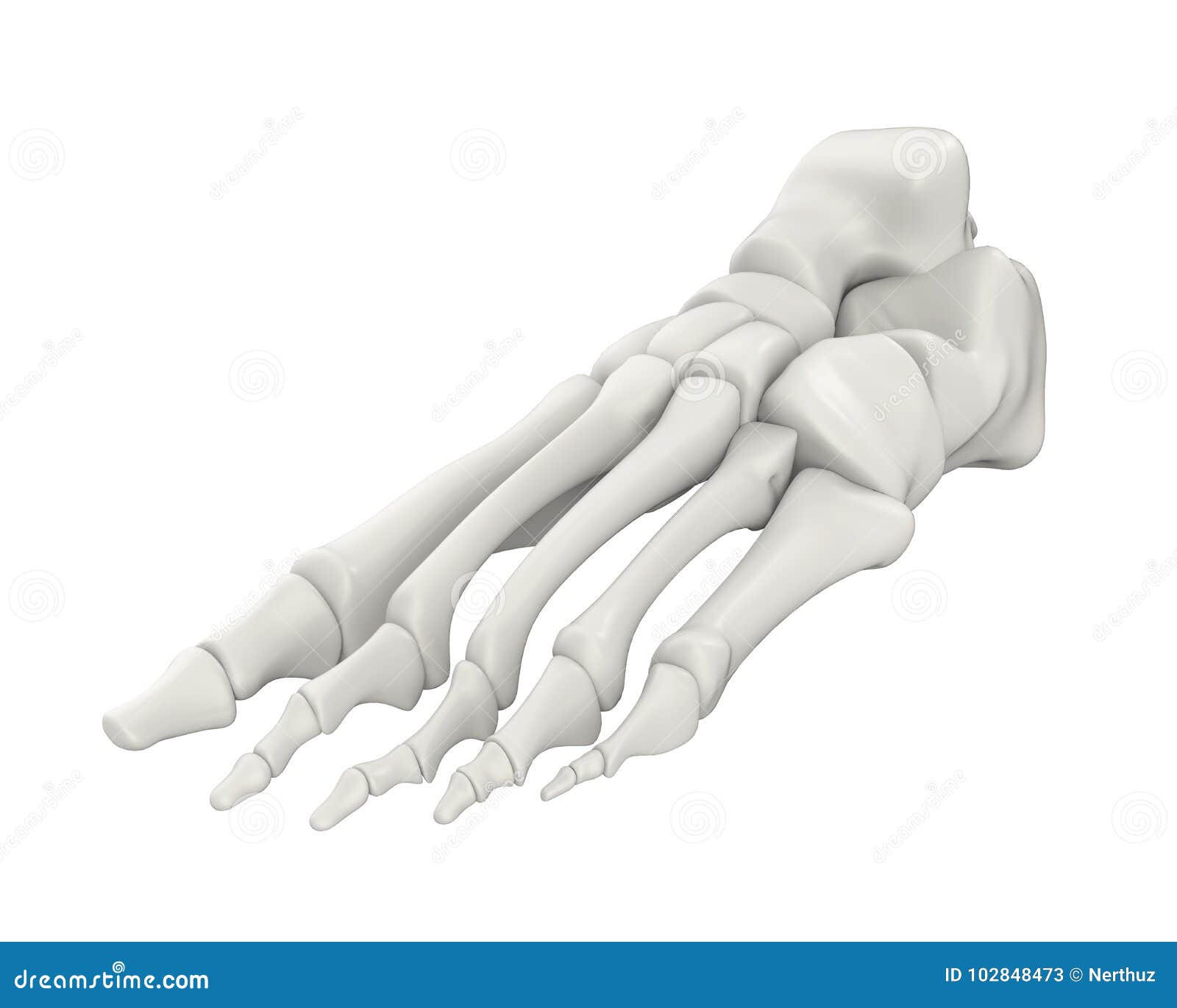 Geïsoleerde De Anatomie Van Voetbeenderen Stock Illustratie ...