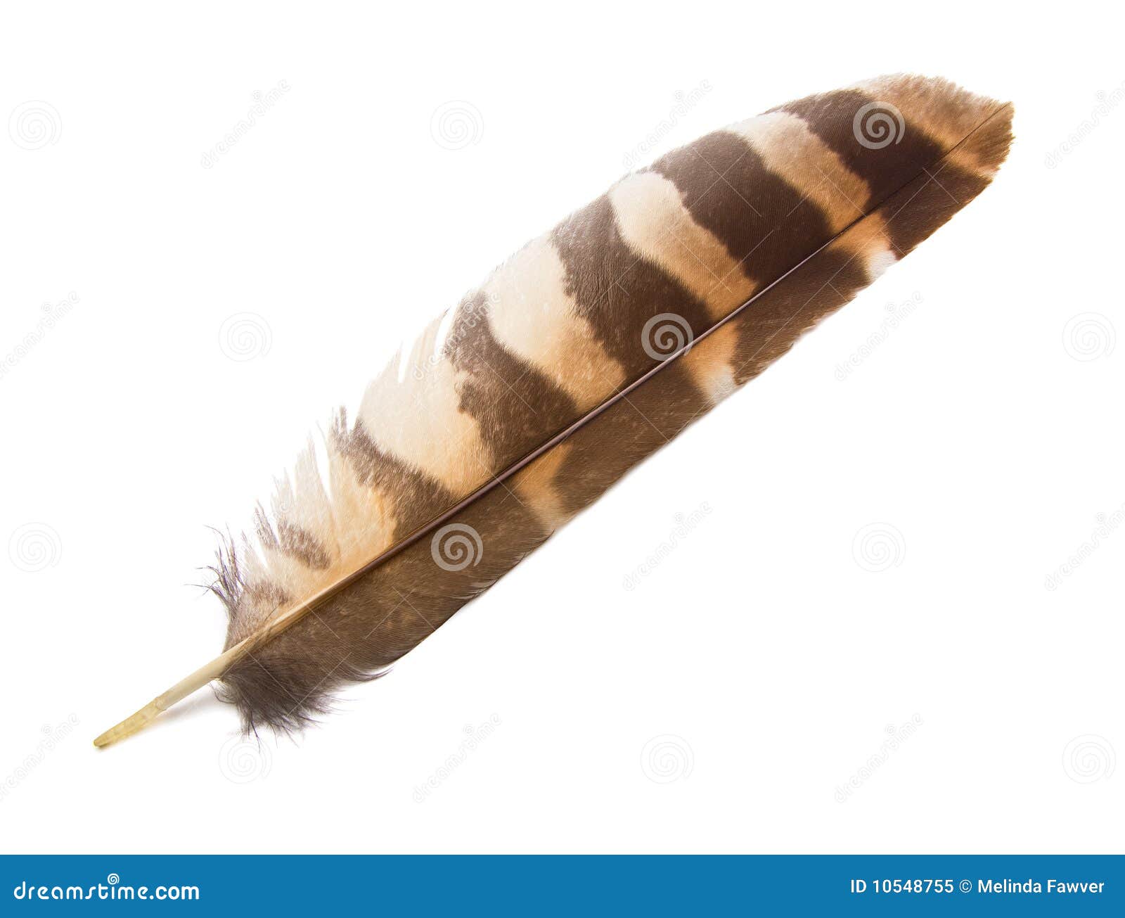 Geïsoleerde De Veer Van De Vleugel Van De Uil Stock Afbeelding - Image ...