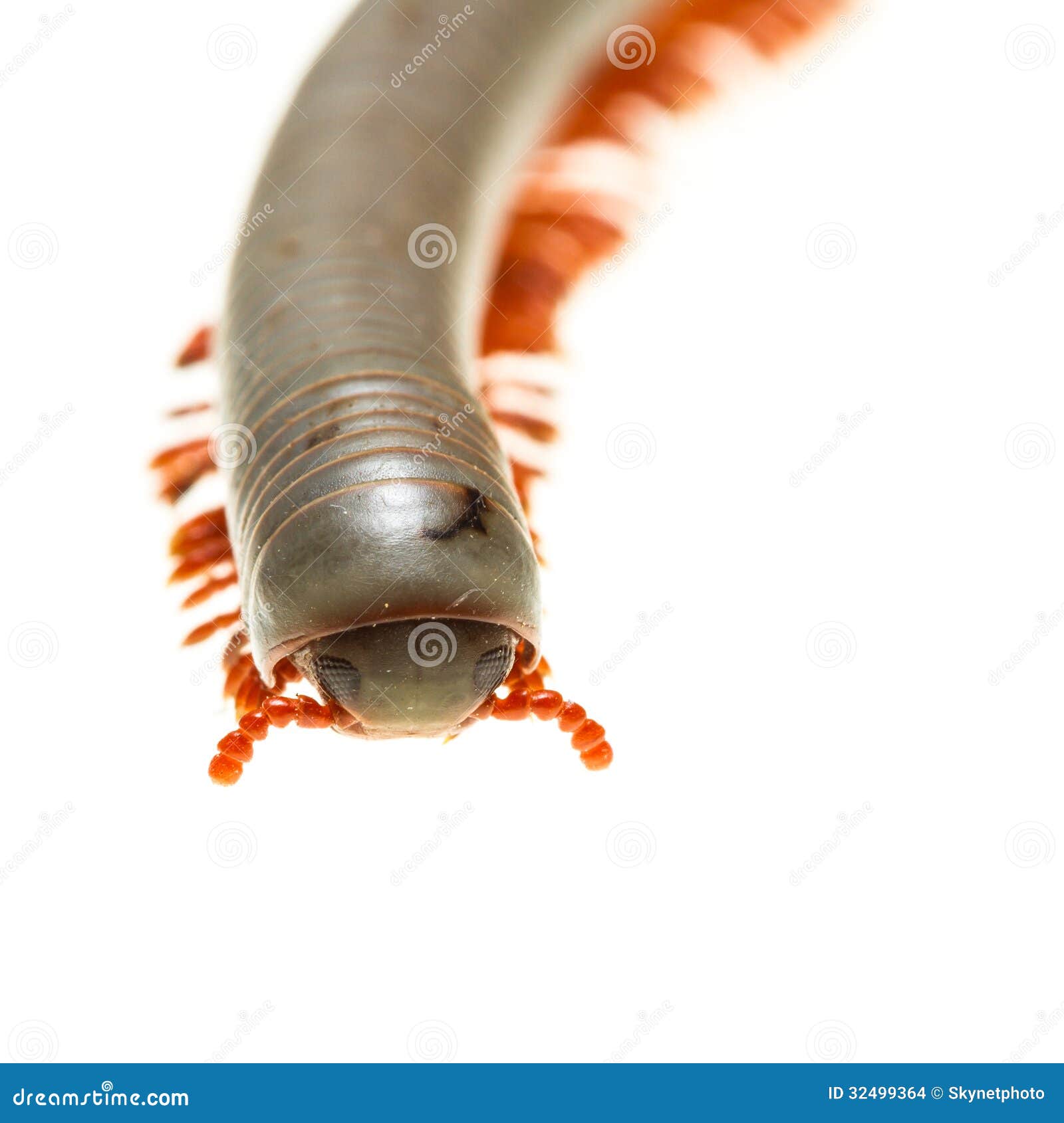 Geïsoleerde Duizendpoot stock foto. Image of insect, voeten - 32499364