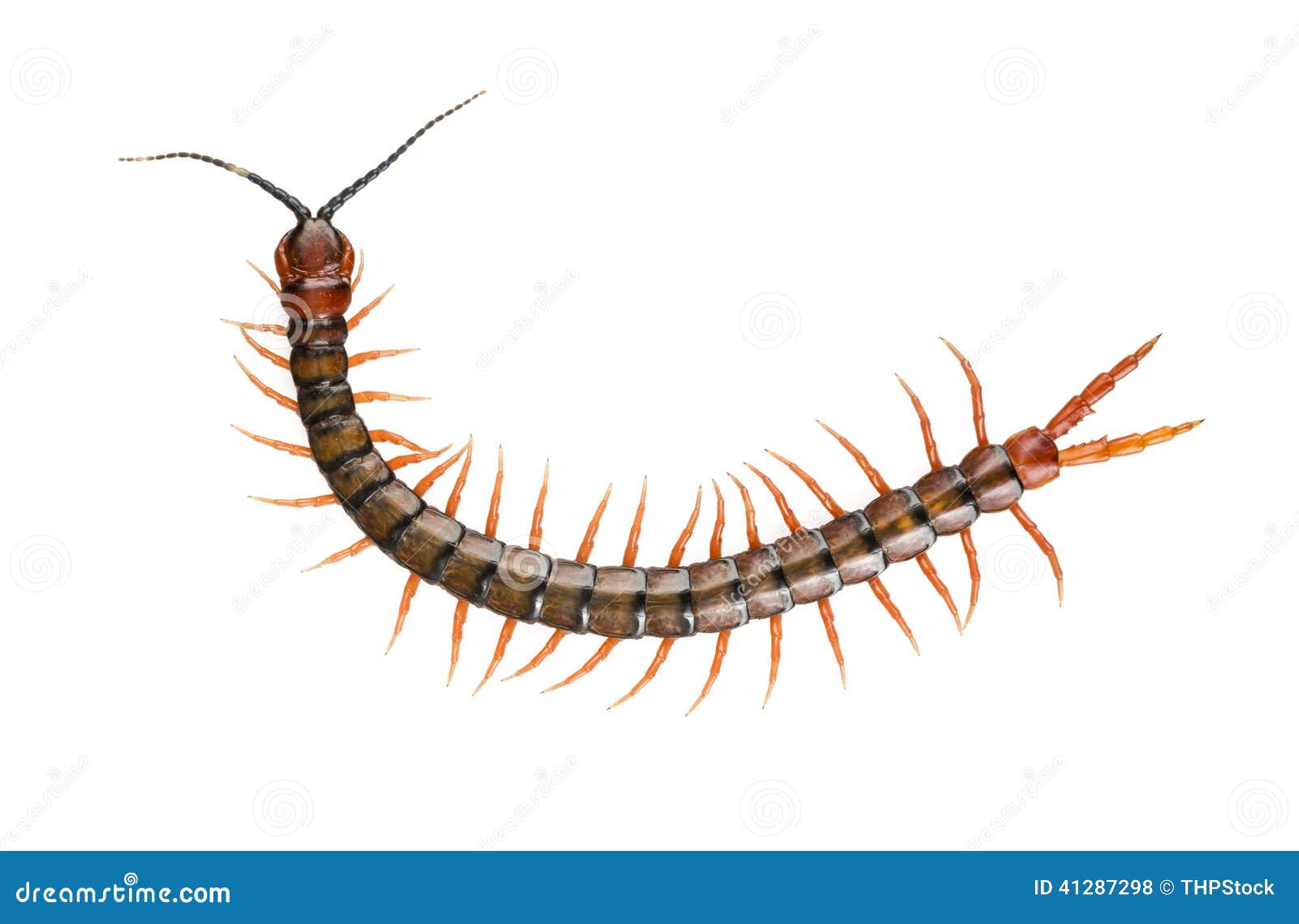 Geïsoleerde5 duizendpoot stock foto. Image of roofdier - 41287298