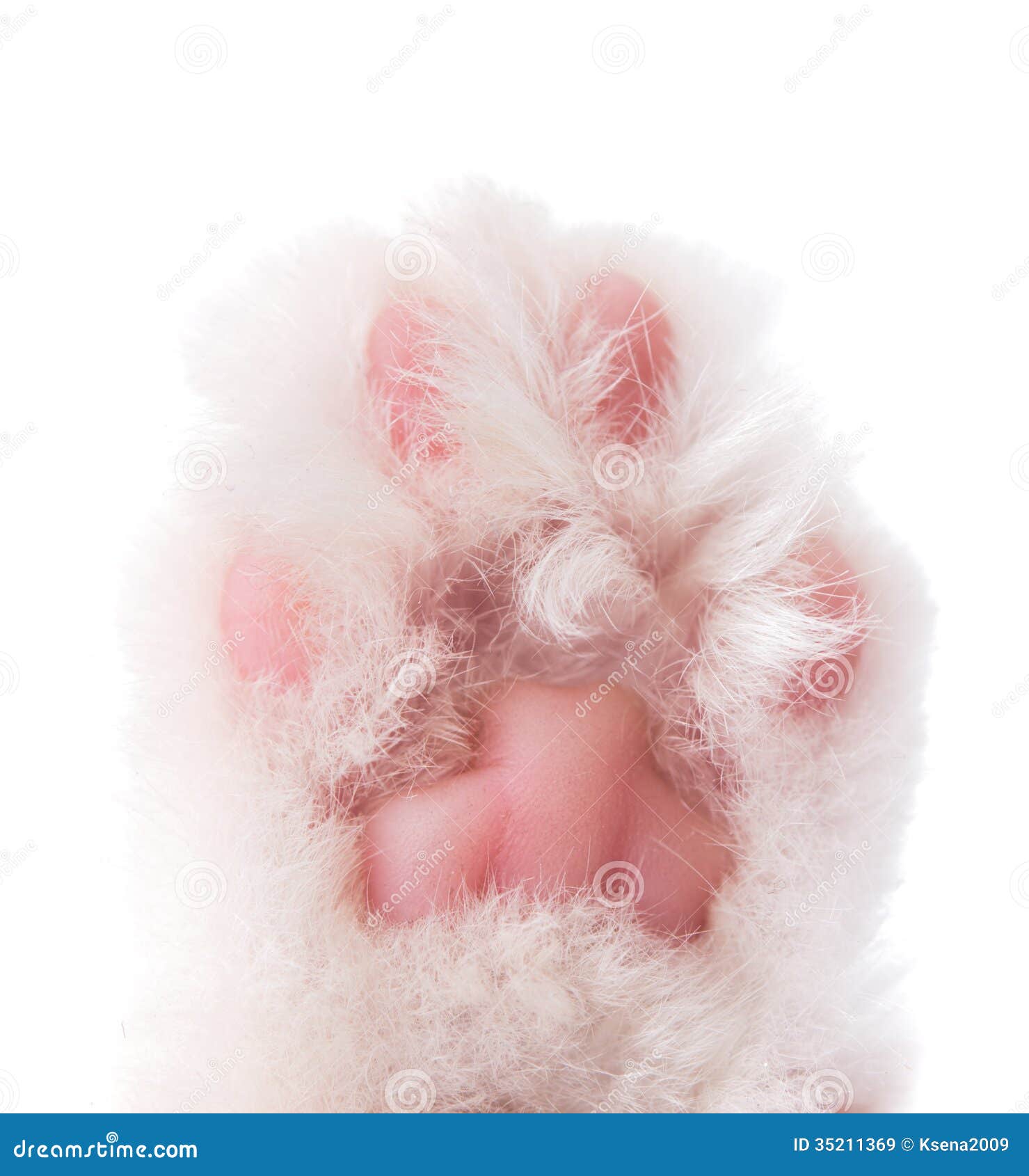 Geïsoleerde kattenpoot stock afbeelding. Image of been - 35211369