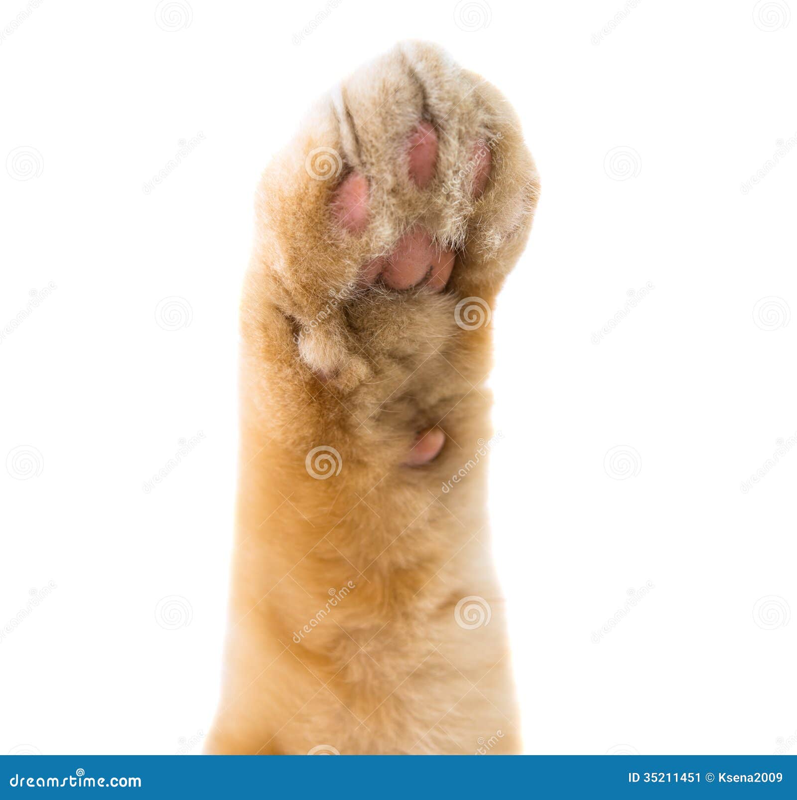 Geïsoleerde kattenpoot stock afbeelding. Image of mooi - 35211451