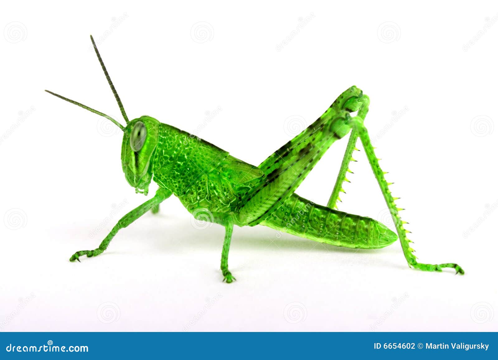 Geïsoleerde Sprinkhaan, Sideview Stock Foto - Image of sprinkhaan ...