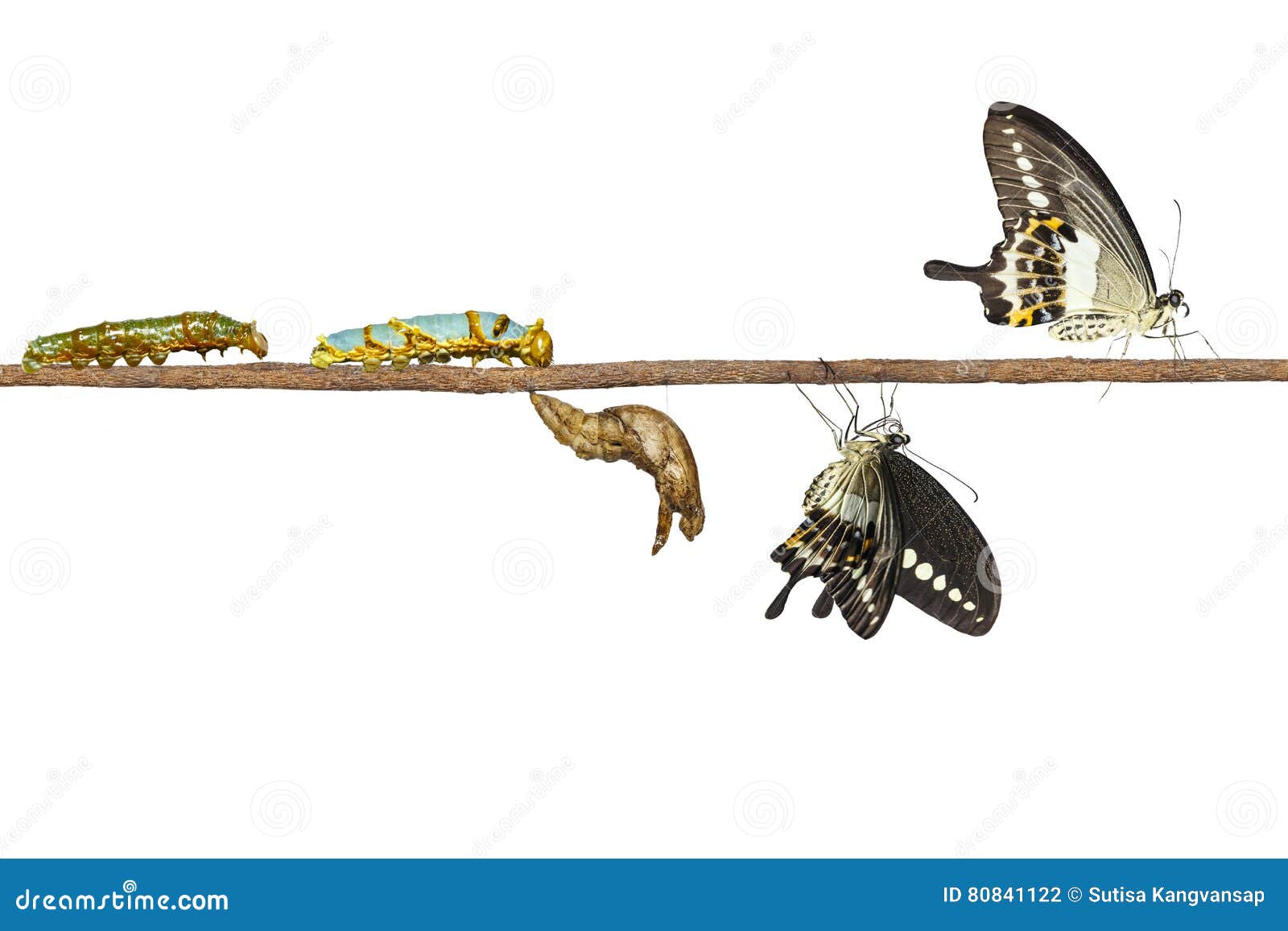 Geïsoleerde Transformatie Van Gestreepte Swallowtail Vlinder Papilio ...