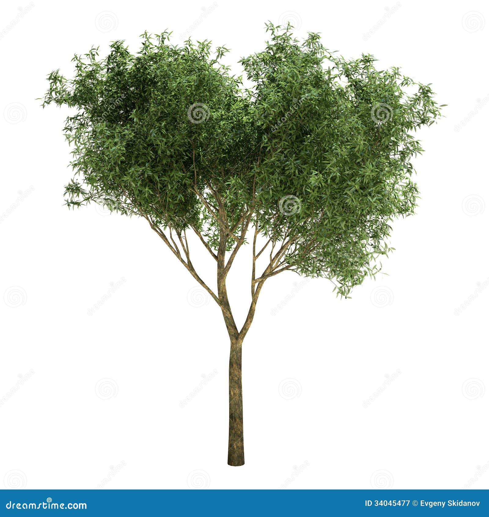 Geïsoleerde Wilgen Kleine Boom Stock Illustratie - Illustration of ...