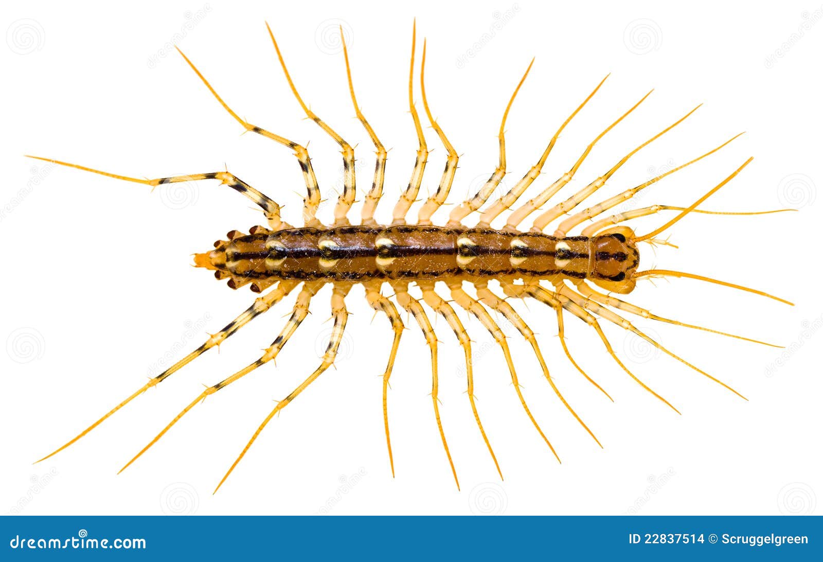 (Geïsoleerdea) duizendpoot stock foto. Image of verdeler - 22837514