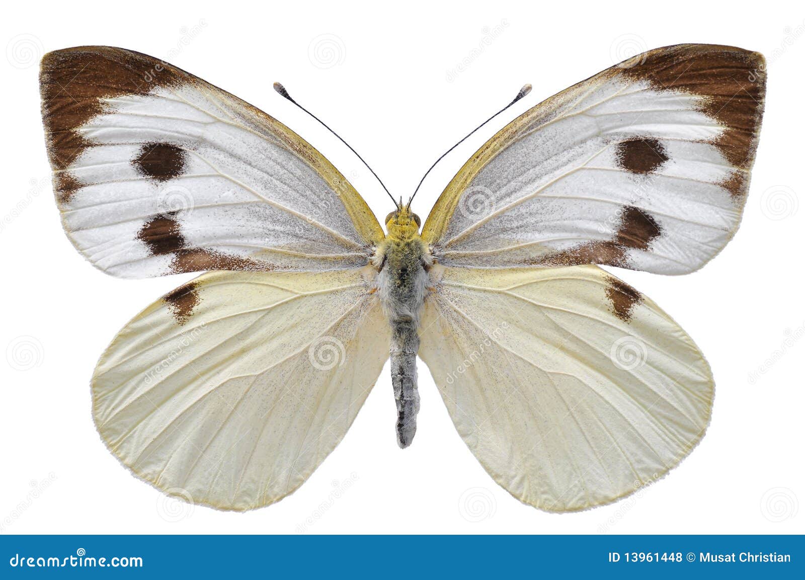 Geïsoleerded Grote Witte Vlinder Stock Foto - Image of illustratie ...