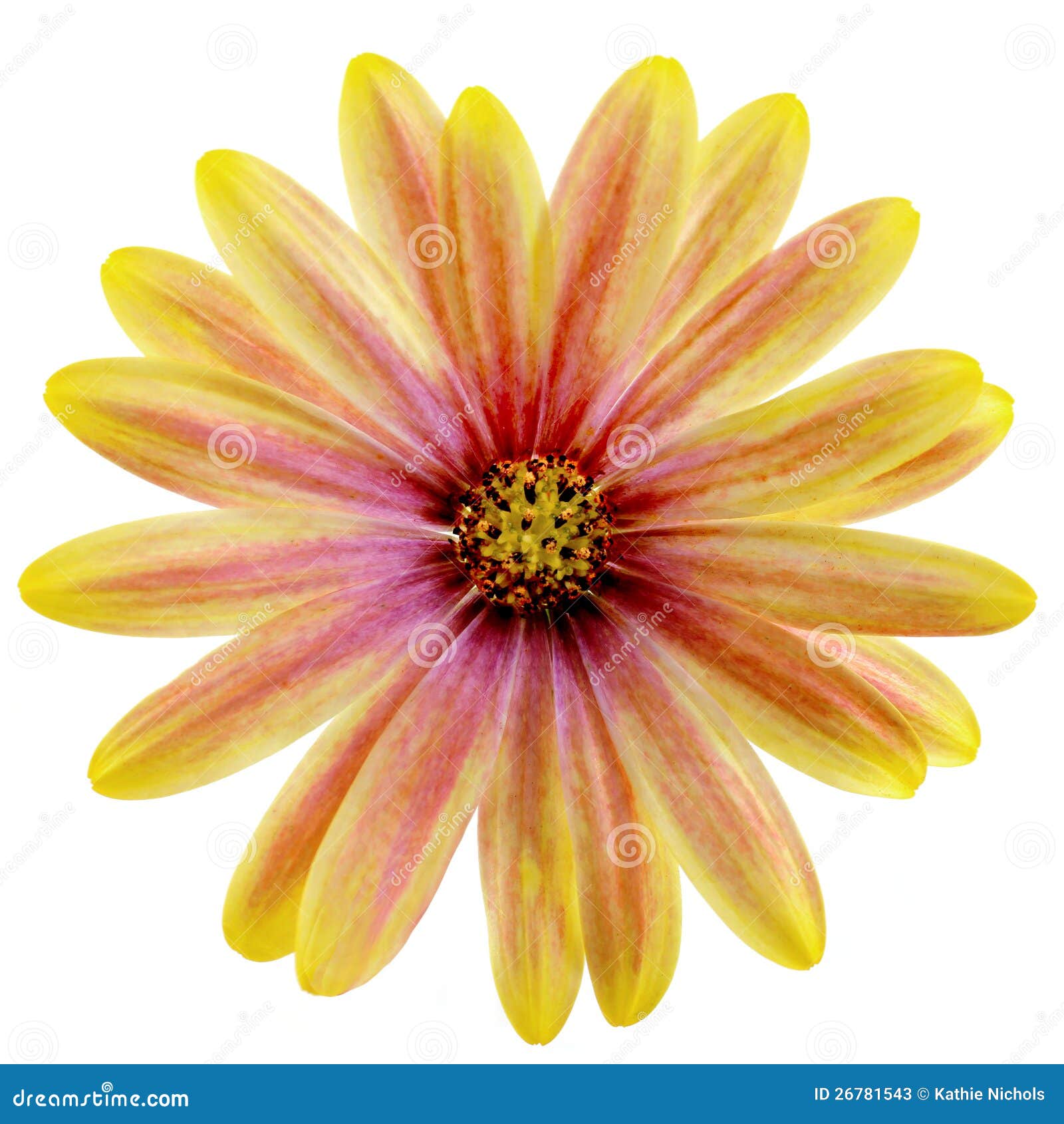 Geïsoleerdeh Gele En Roze Daisy Stock Afbeelding - Image of hoofd, knop ...