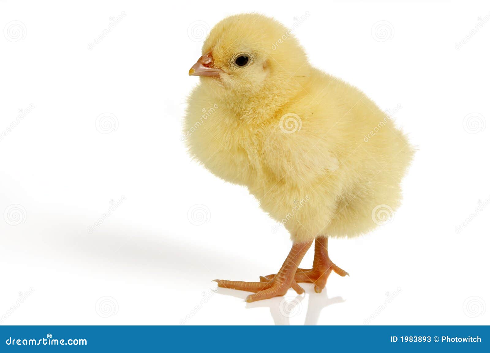 Geïsoleerdeo Het Kuiken Van Pasen Stock Foto's - Afbeelding: 1983893