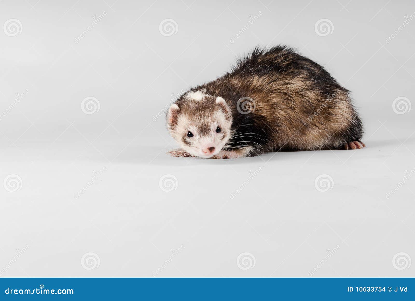 Geïsoleerdh fret stock foto. Image of dier, één, bruin - 10633754