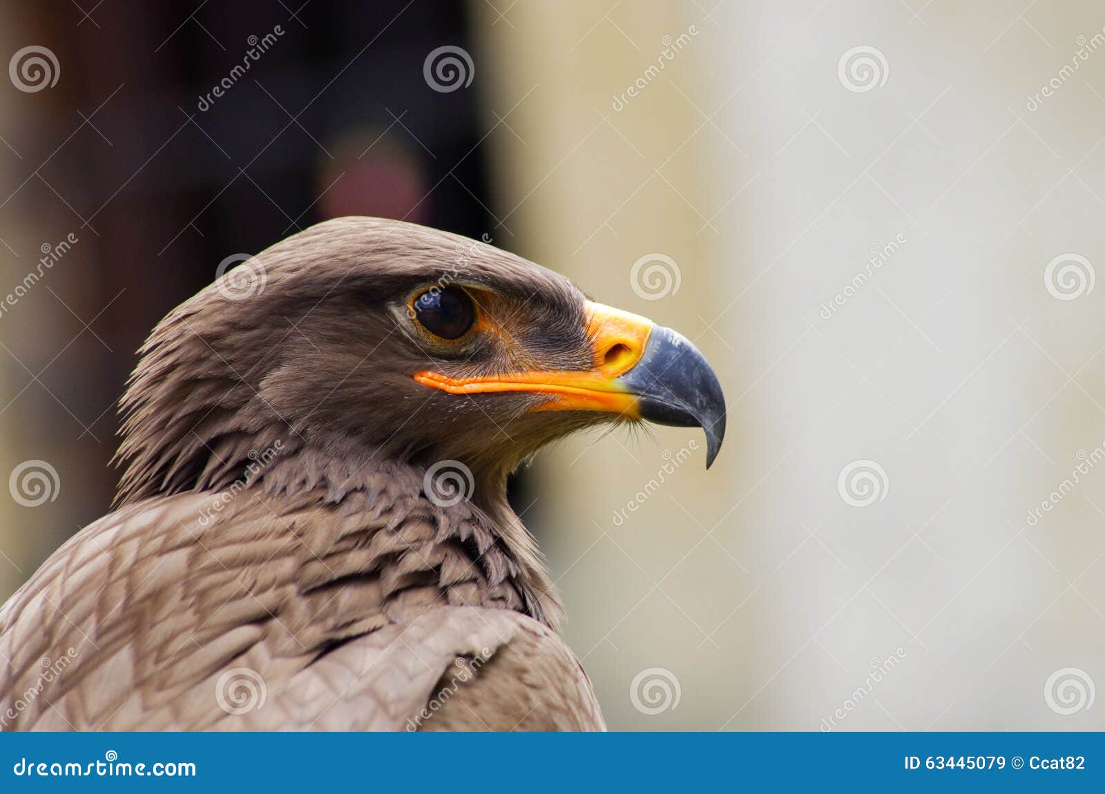 Gead of brown eagle stock image. Image of falconry, bald - 63445079
