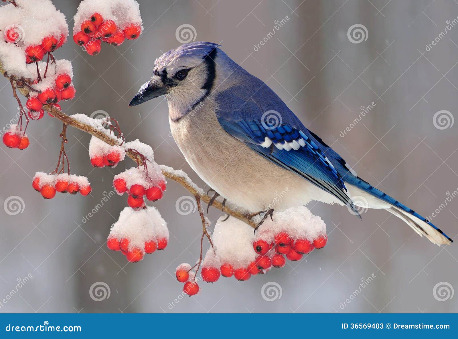 Geai Bleu D'hiver (cristata De Cyanocitta) Image stock - Image du ...