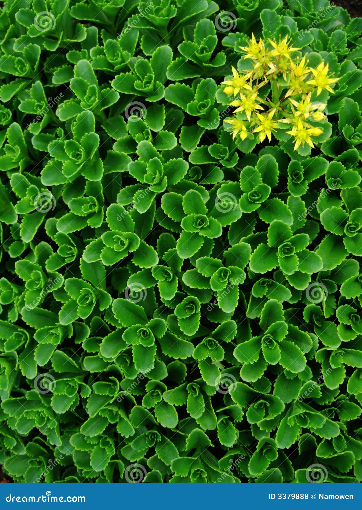 Gear Leaves and Yellow Flower Stock Photo - Image of garden, green: 3379888