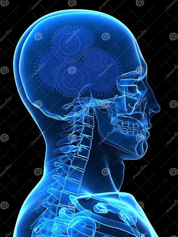 Gears in a head stock illustration. Illustration of brain - 3658561