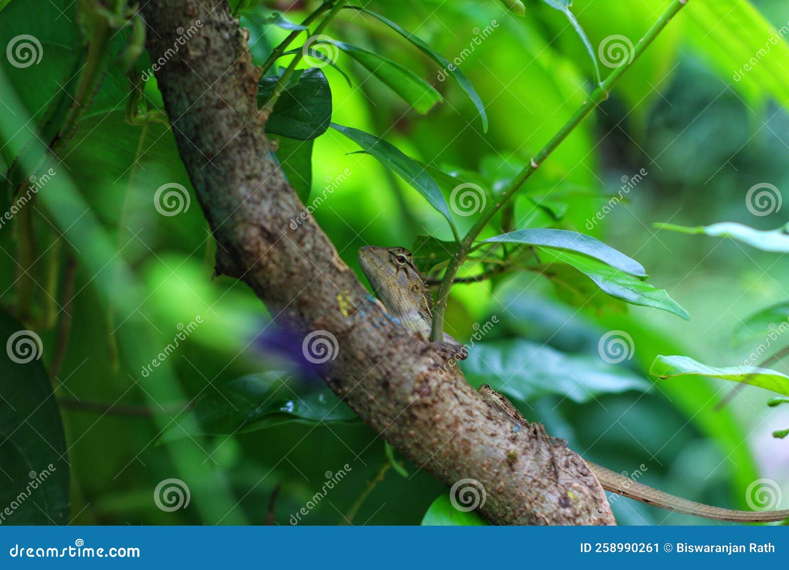 Geasden Lizard Hide on Tree Branch in Nice Green Background Stock Image ...