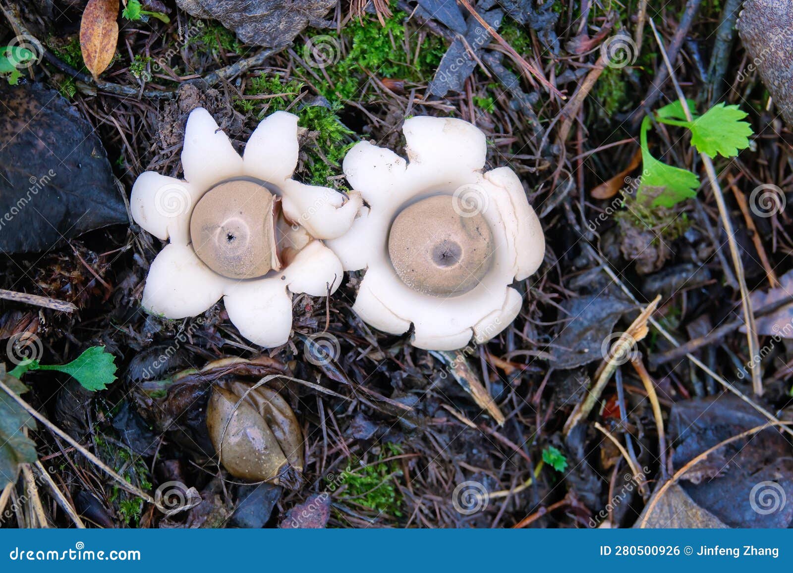 Geastrum triplex stock photo. Image of close, fruiting - 280500926