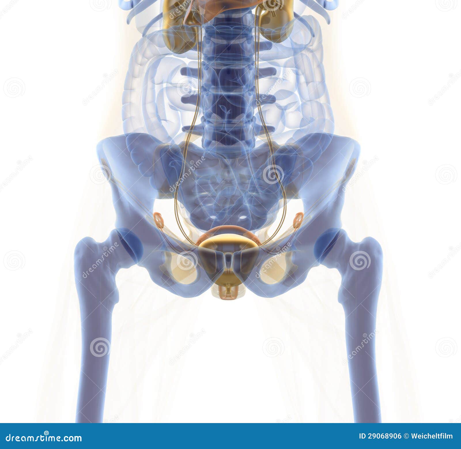Gebärmutter stock abbildung. Illustration von vagina - 29068906
